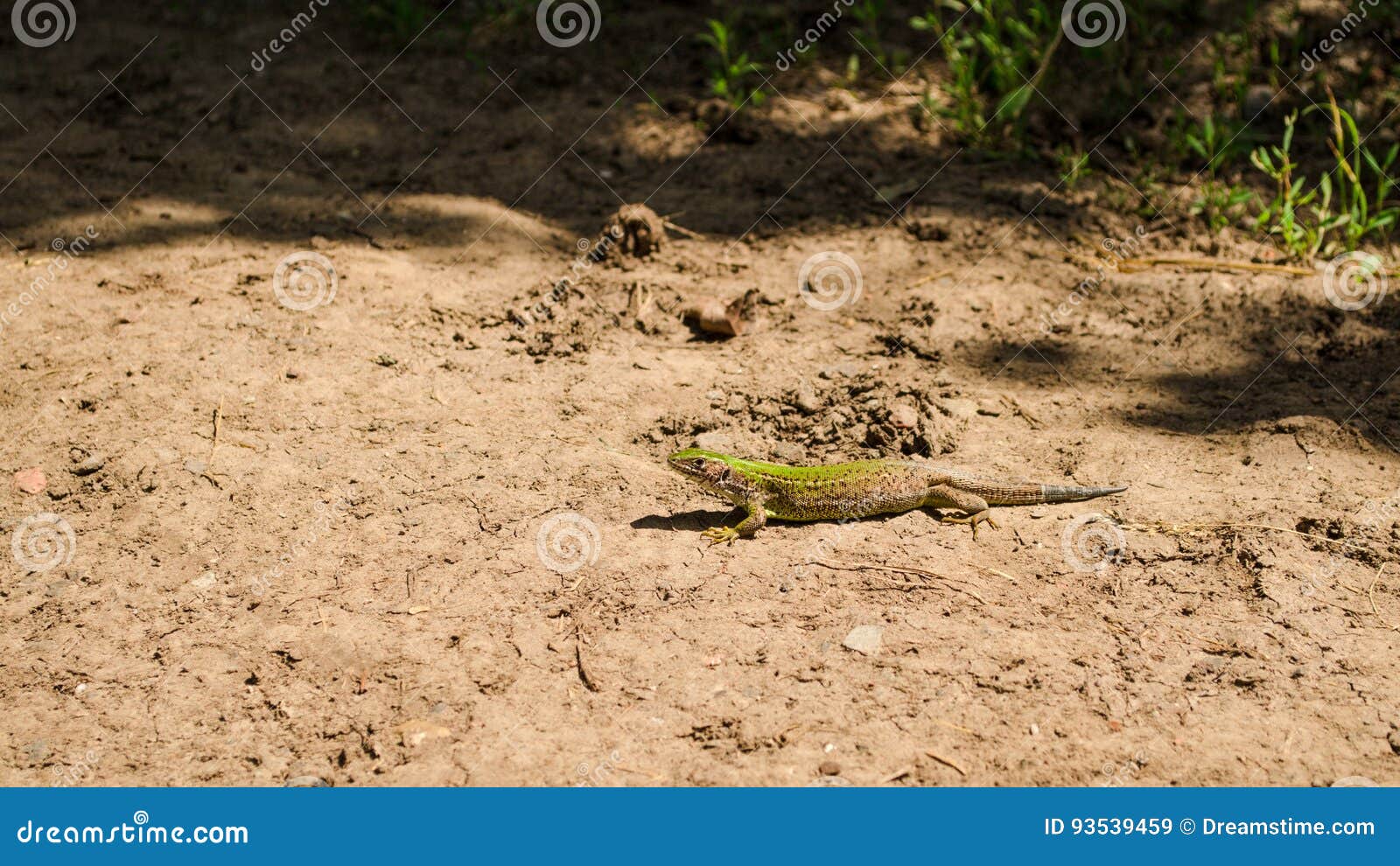 A Cute Napping Lizard in Nature Stock Image - Image of nature, cute ...