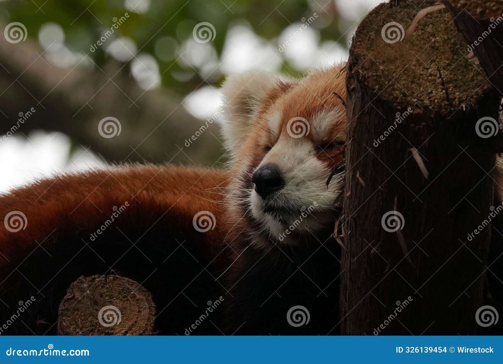 A cute napping red panda stock photo. Image of tranquil - 326139454