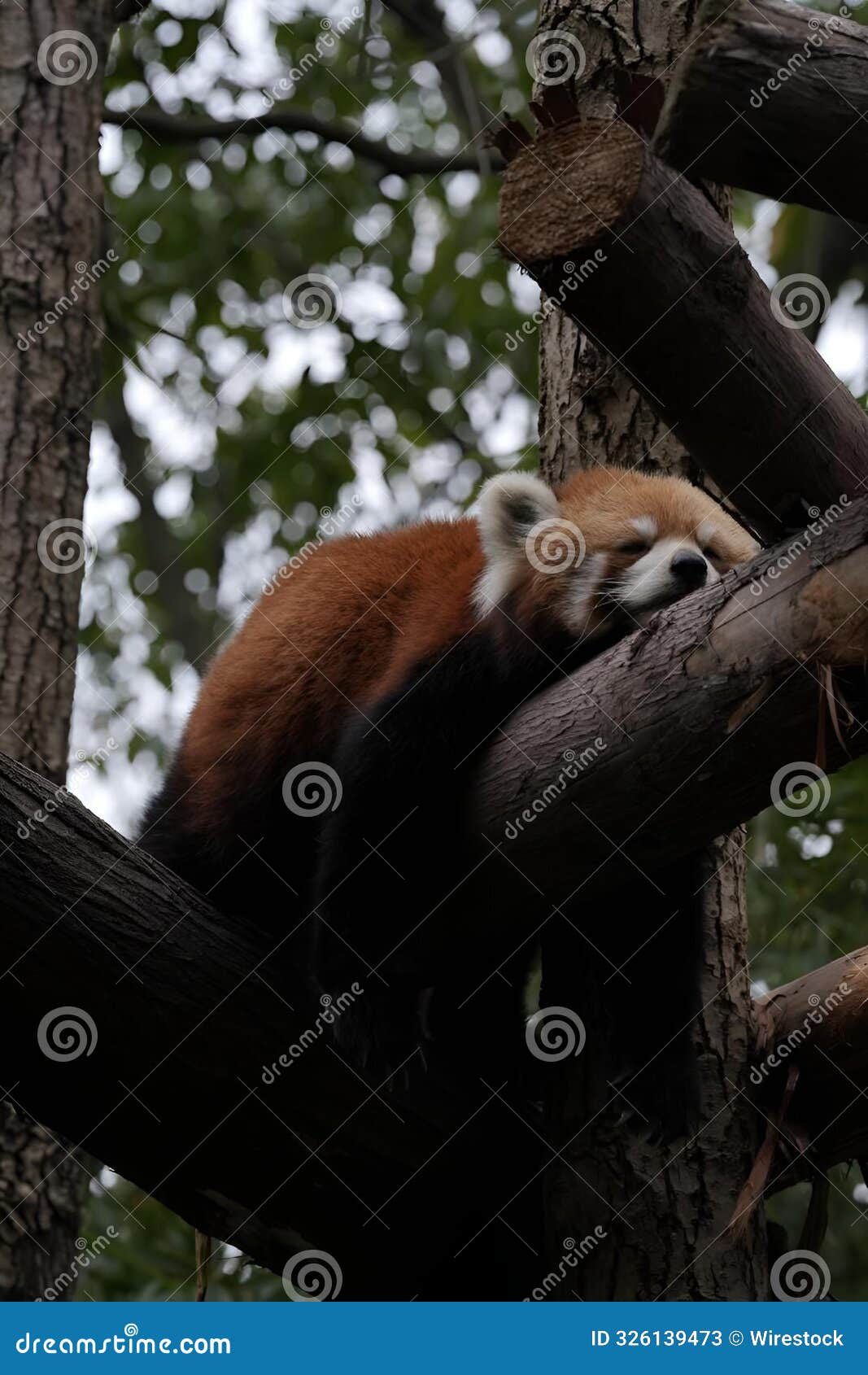 A cute napping red panda stock image. Image of loveliness - 326139473