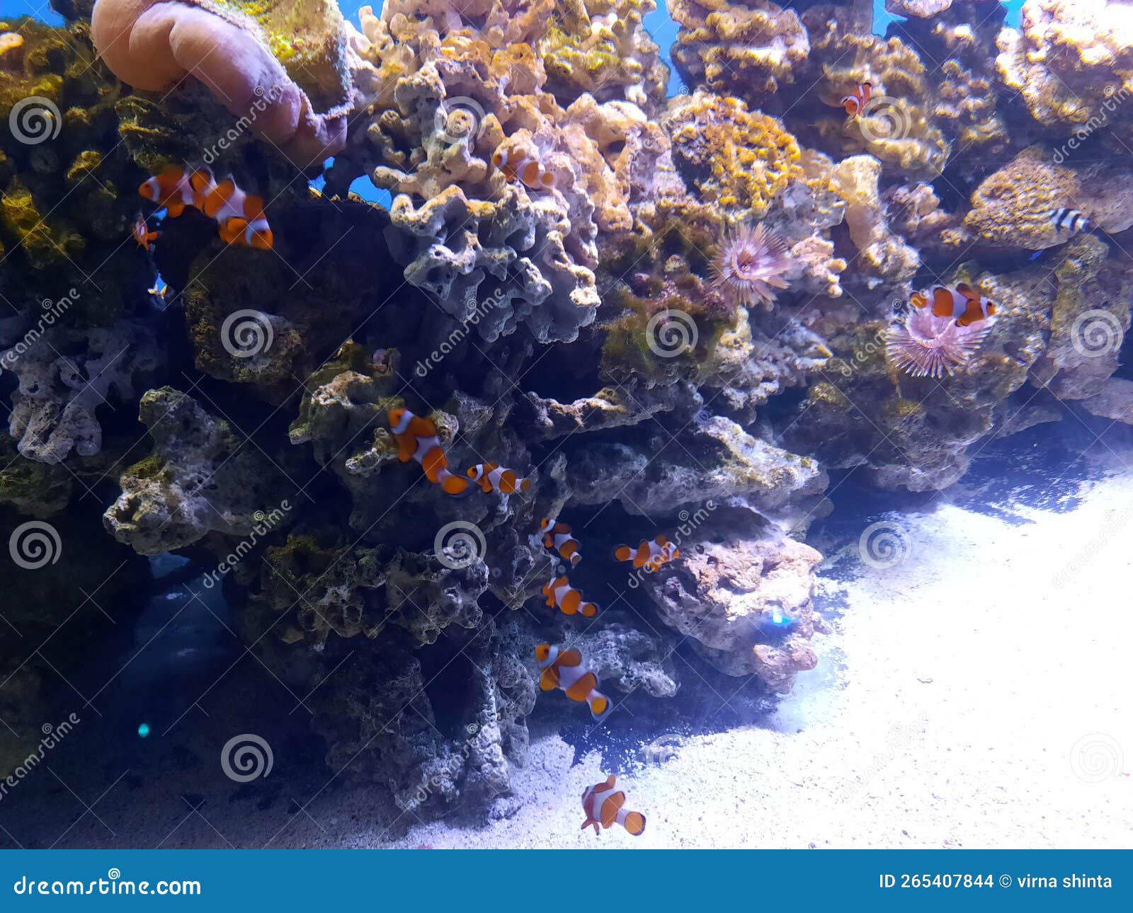 Cute nemo fish with coral stock photo. Image of cute - 265407844
