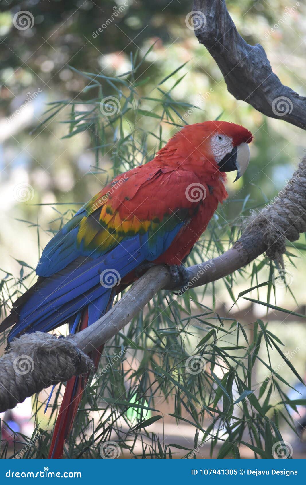 Cute Neotropical Parrot Sitting on a Tree Branch Stock Image - Image of ...