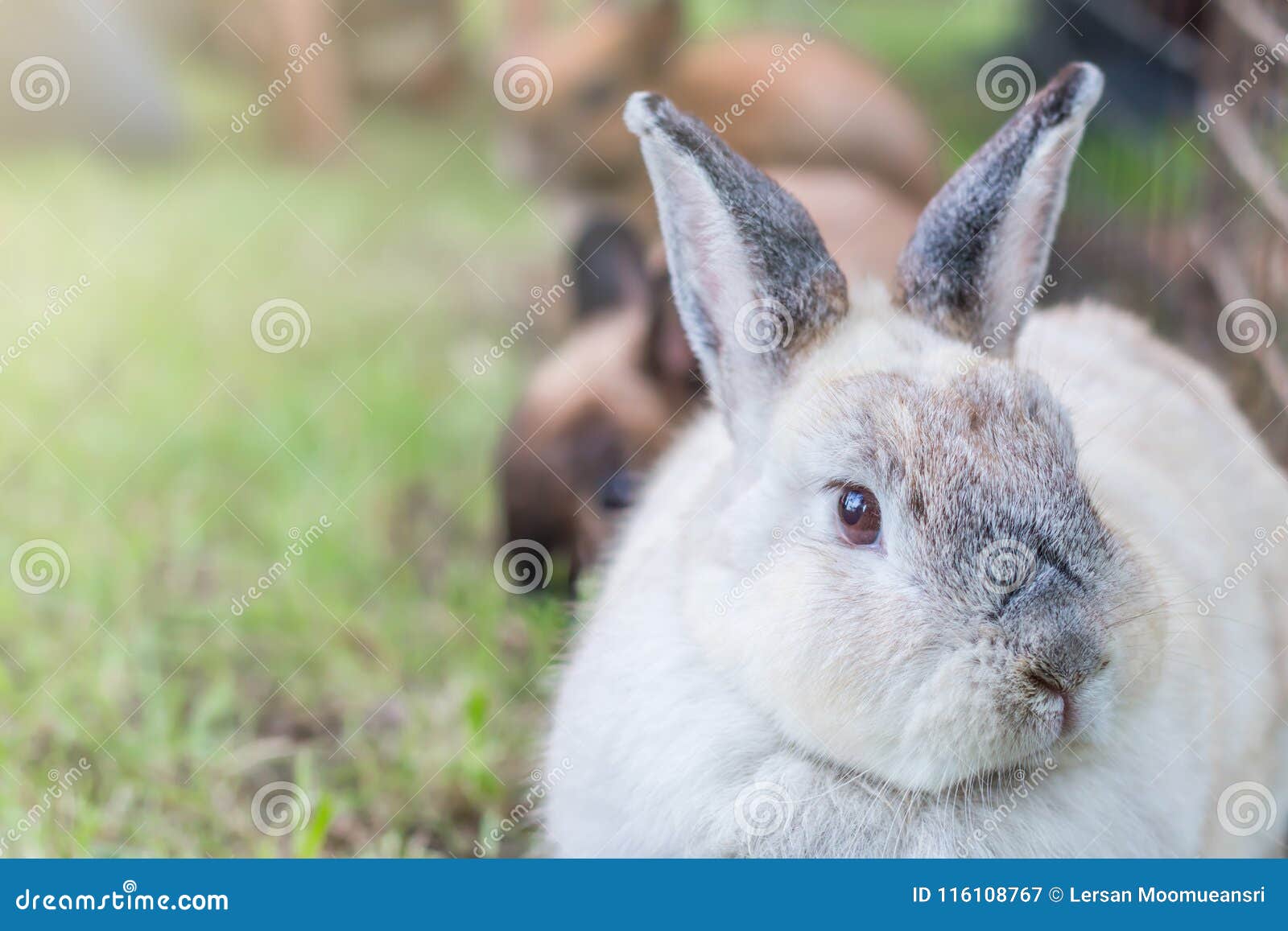 Cute Netherlands Dwarf Bunny On Green Grass With Light Effect Stock ...