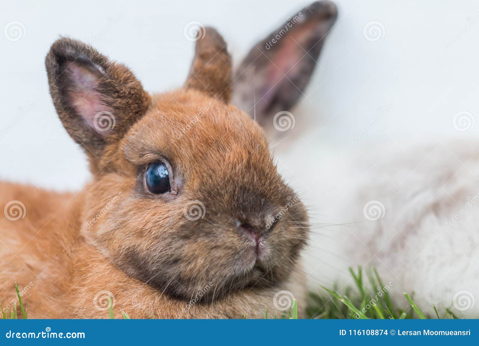 Cute Netherlands Dwarf Bunny On Green Grass With Light Effect Stock ...