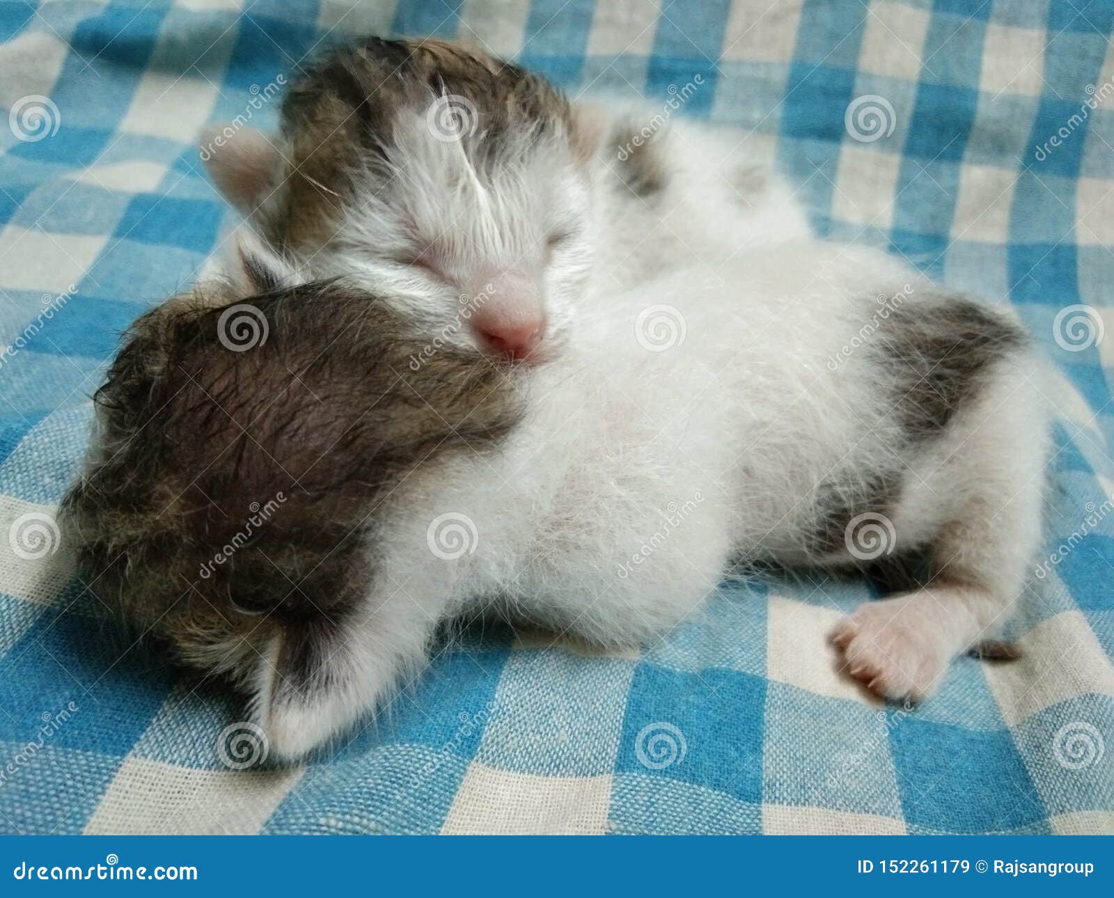 Cute New Born Baby Cats Sleeping Stock Image - Image of cute, feline ...