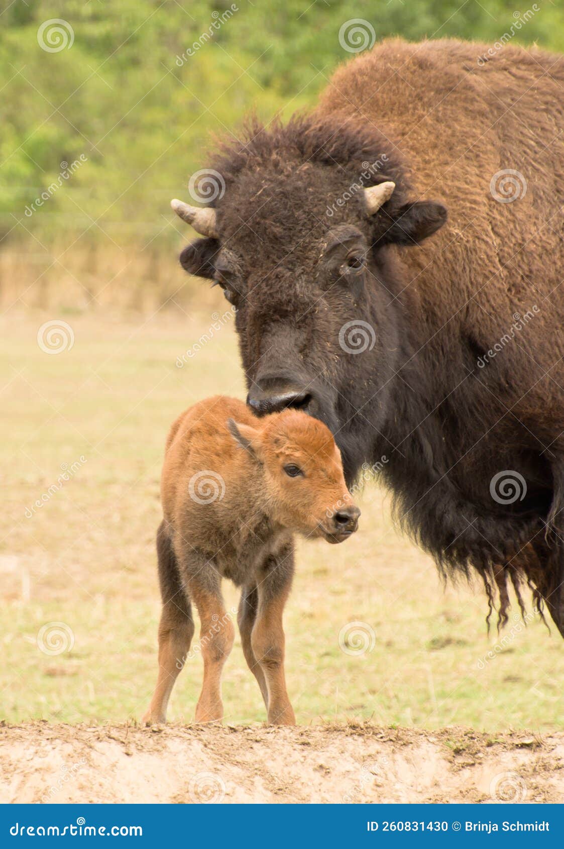 A Cute Newborn Bison Calf in the Meadow Stock Photo - Image of prairie ...