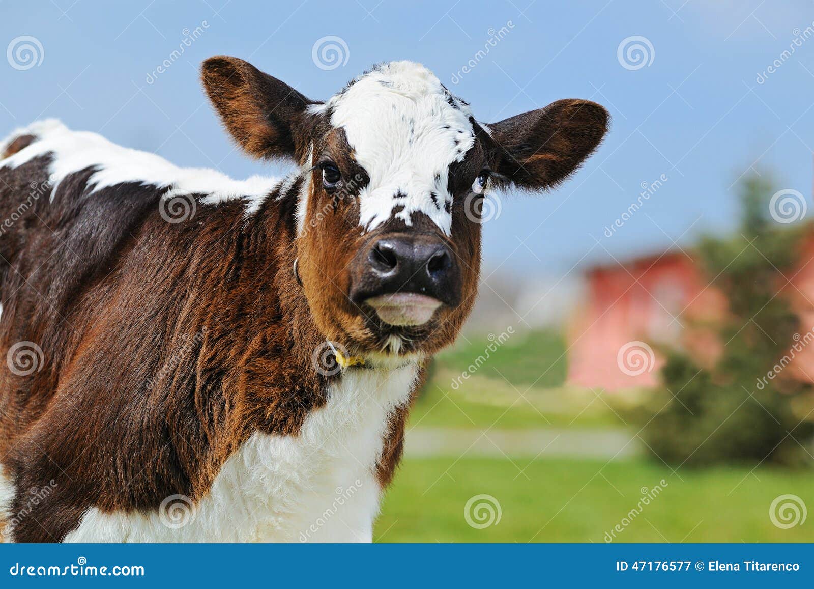 Cute Newborn Calf in Spring Outside Stock Image - Image of agribusiness ...