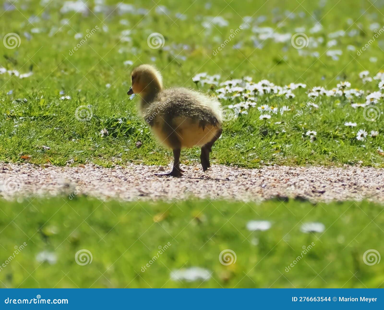 Cute Newborn Chick of a Canada Goose on a Meadow Stock Photo - Image of ...