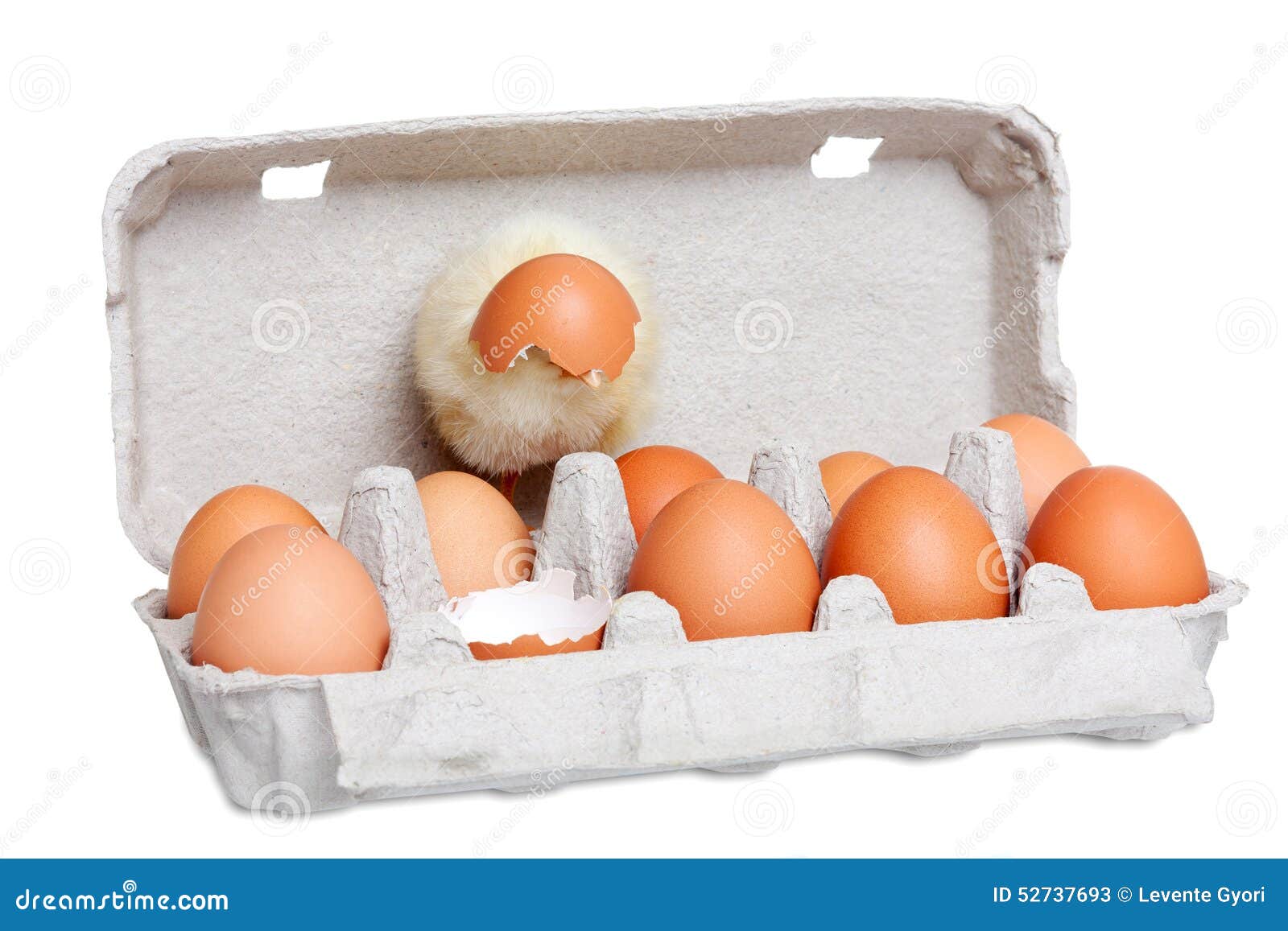 Cute Newborn Chick with Eggs Stock Image - Image of happiness, furry ...