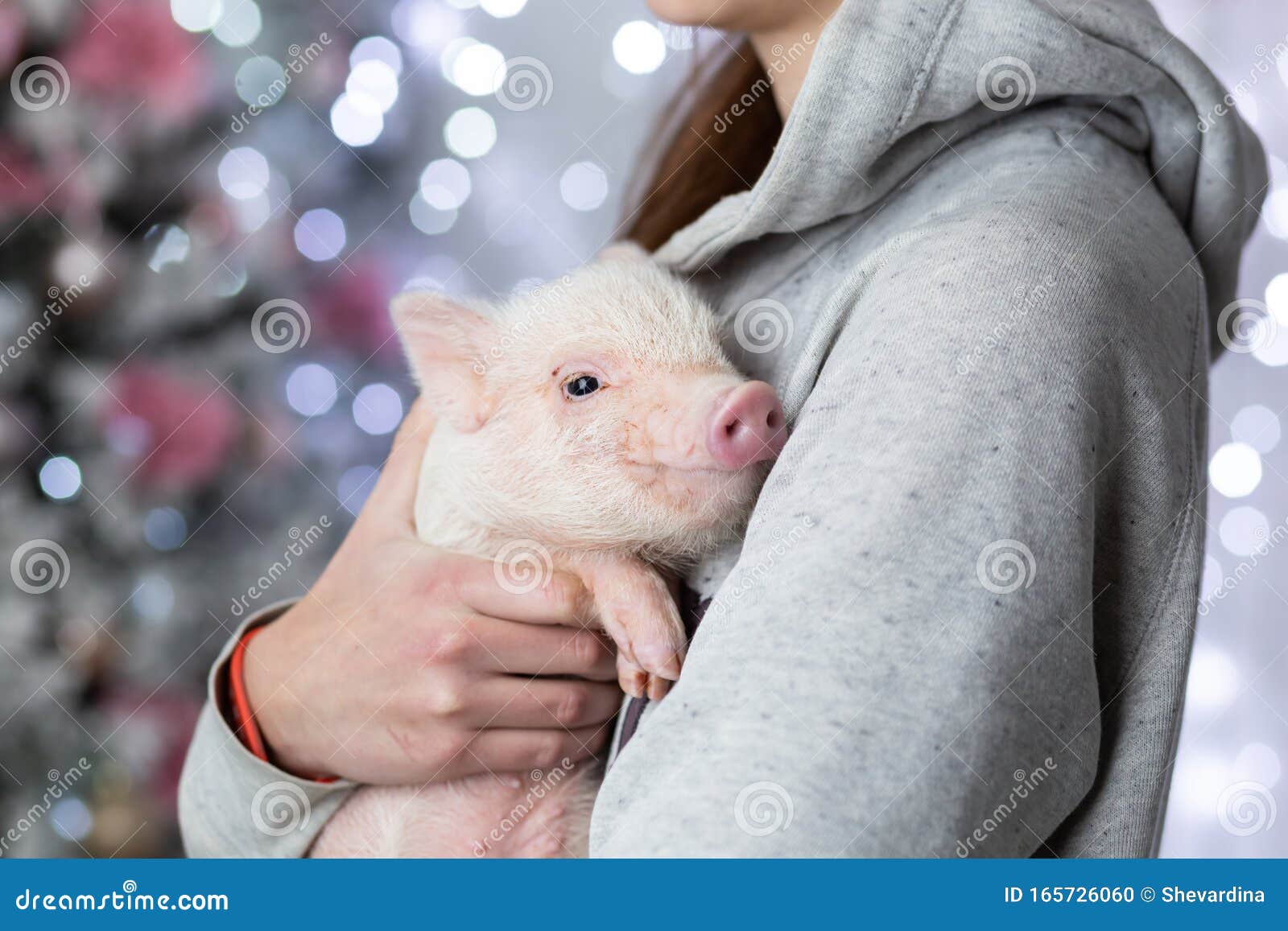 Cute Newborn Cub of Mini Pig Stock Photo - Image of human, little ...