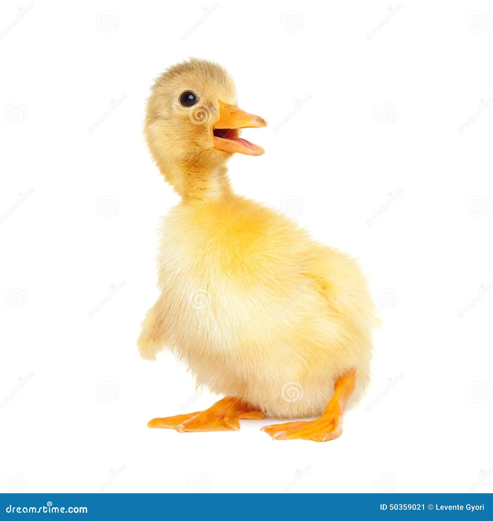 Cute newborn duck stock image. Image of animal, feathers - 50359021