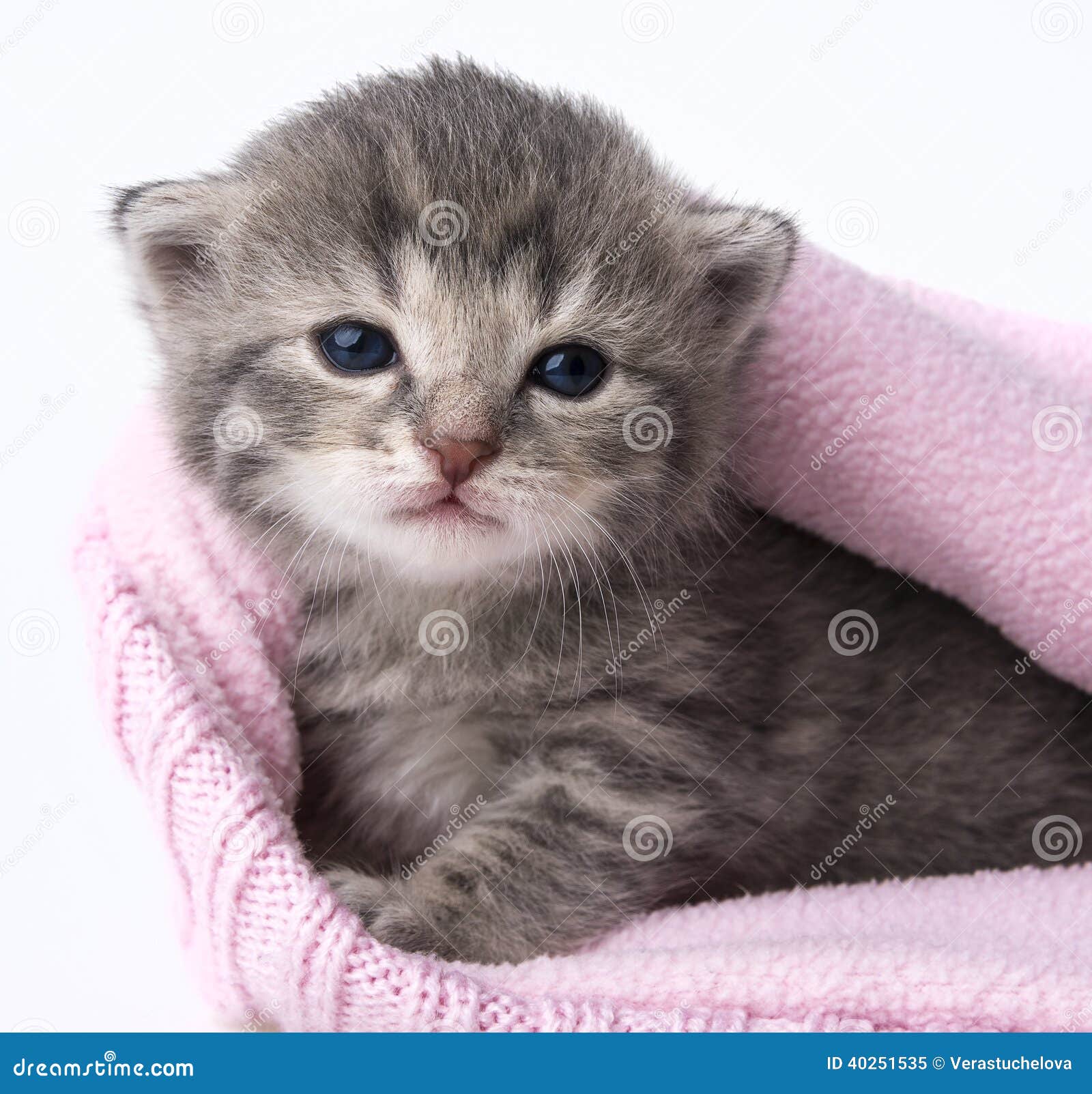 Cute newborn kitten stock image. Image of kitten, feeding - 40251535