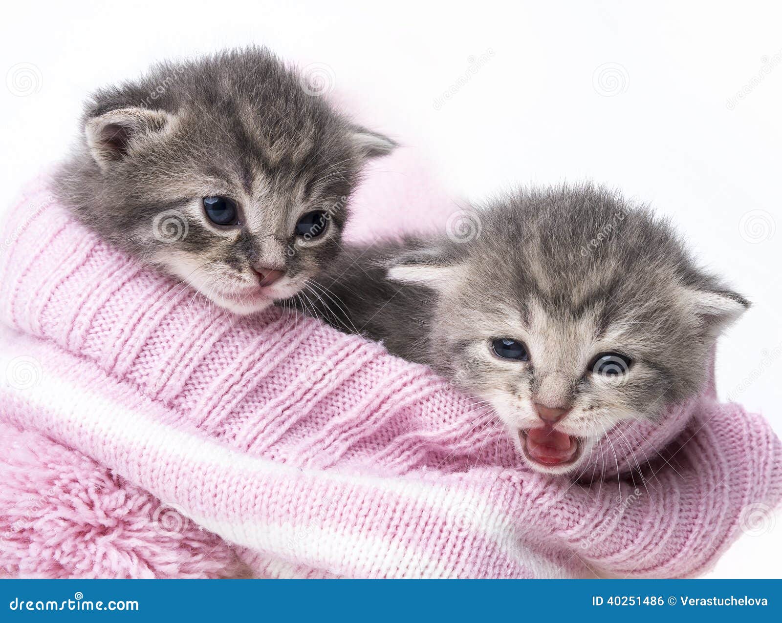 Cute newborn kittens stock photo. Image of grey, domestic - 40251486