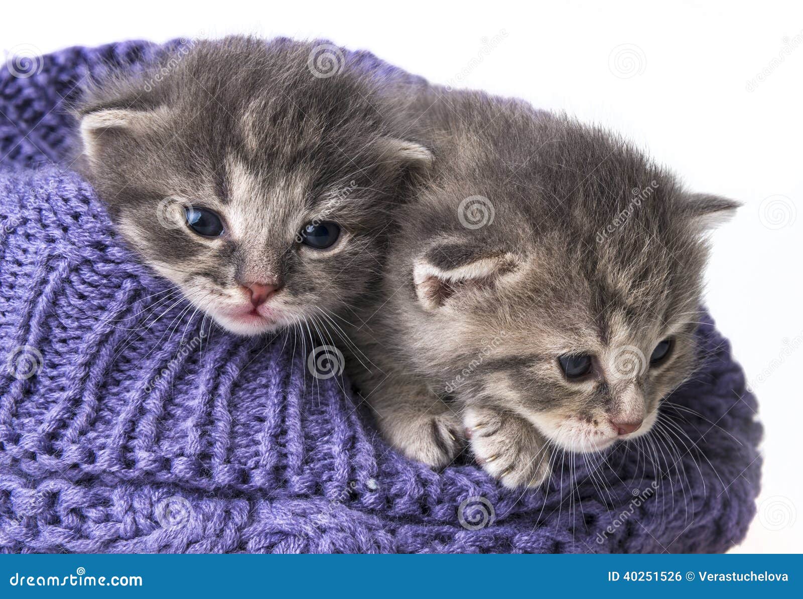 Cute newborn kittens stock photo. Image of domestic, mammal - 40251526