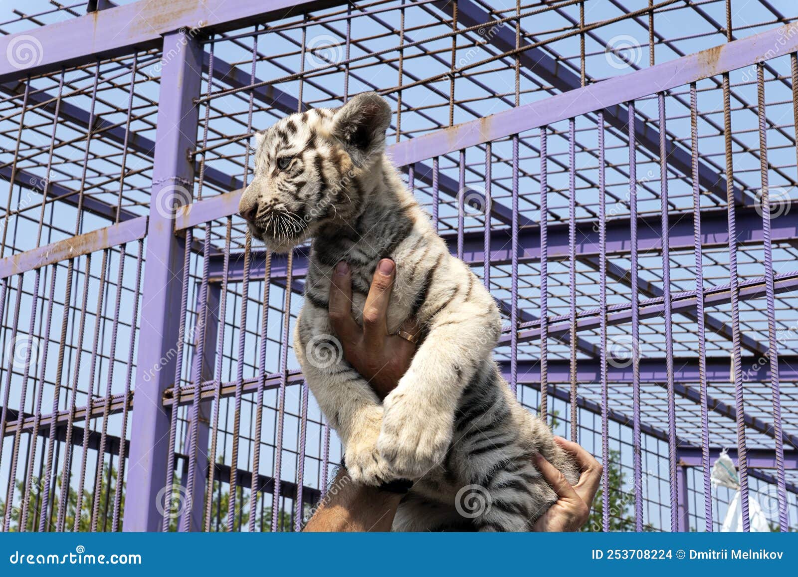 Cute Newborn White Tiger Cub in the Hands of Man Stock Photo - Image of ...