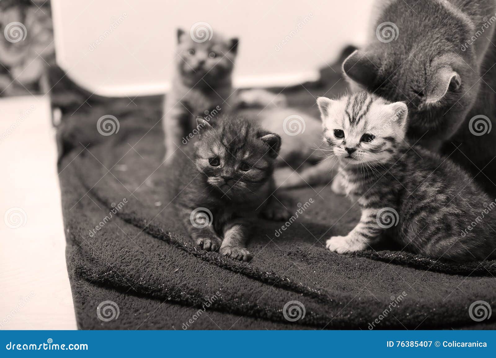 Cute newly born kittens stock image. Image of pedigreed - 76385407