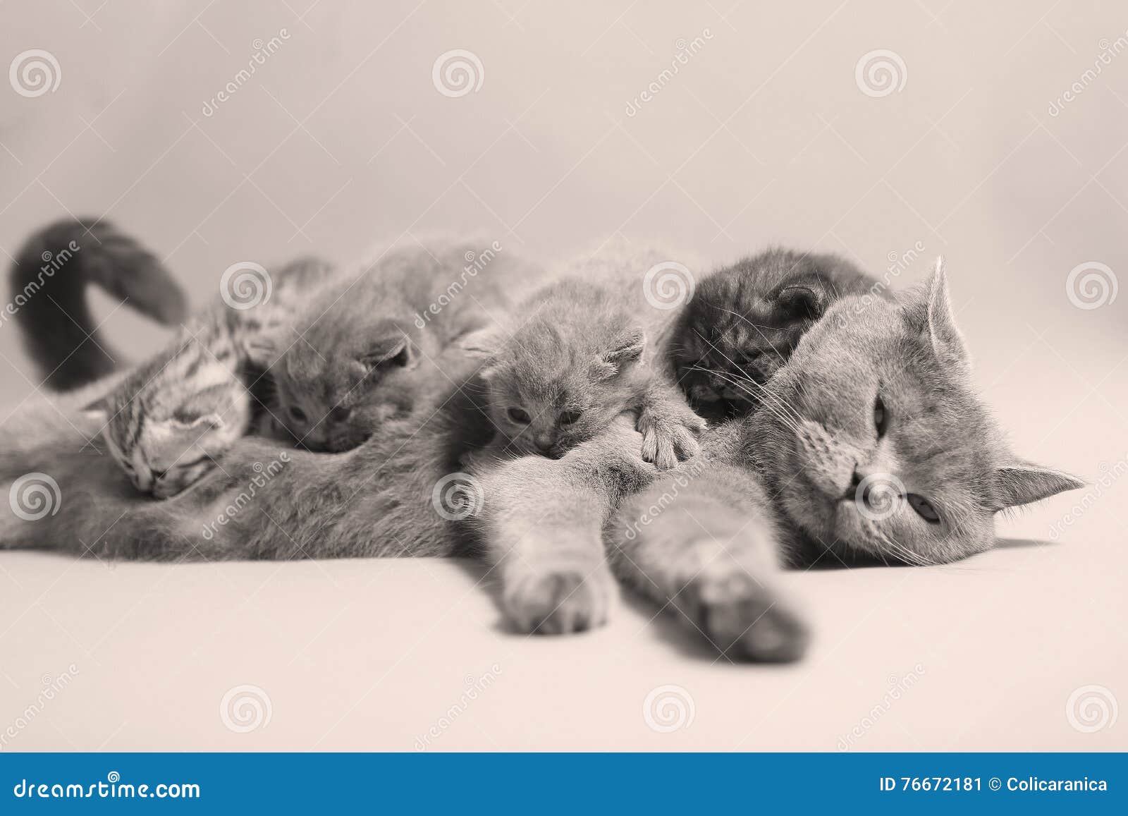 Cute newly born kittens stock image. Image of baby, pedigreed - 76672181