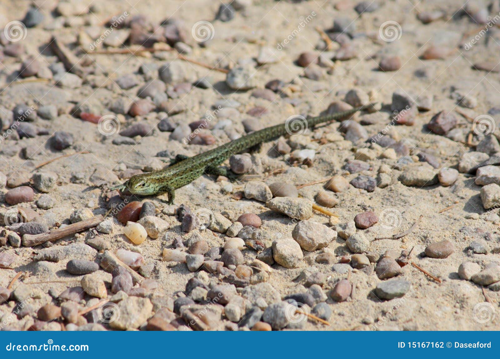 Cute Newt stock photo. Image of animal, wetland, british - 15167162