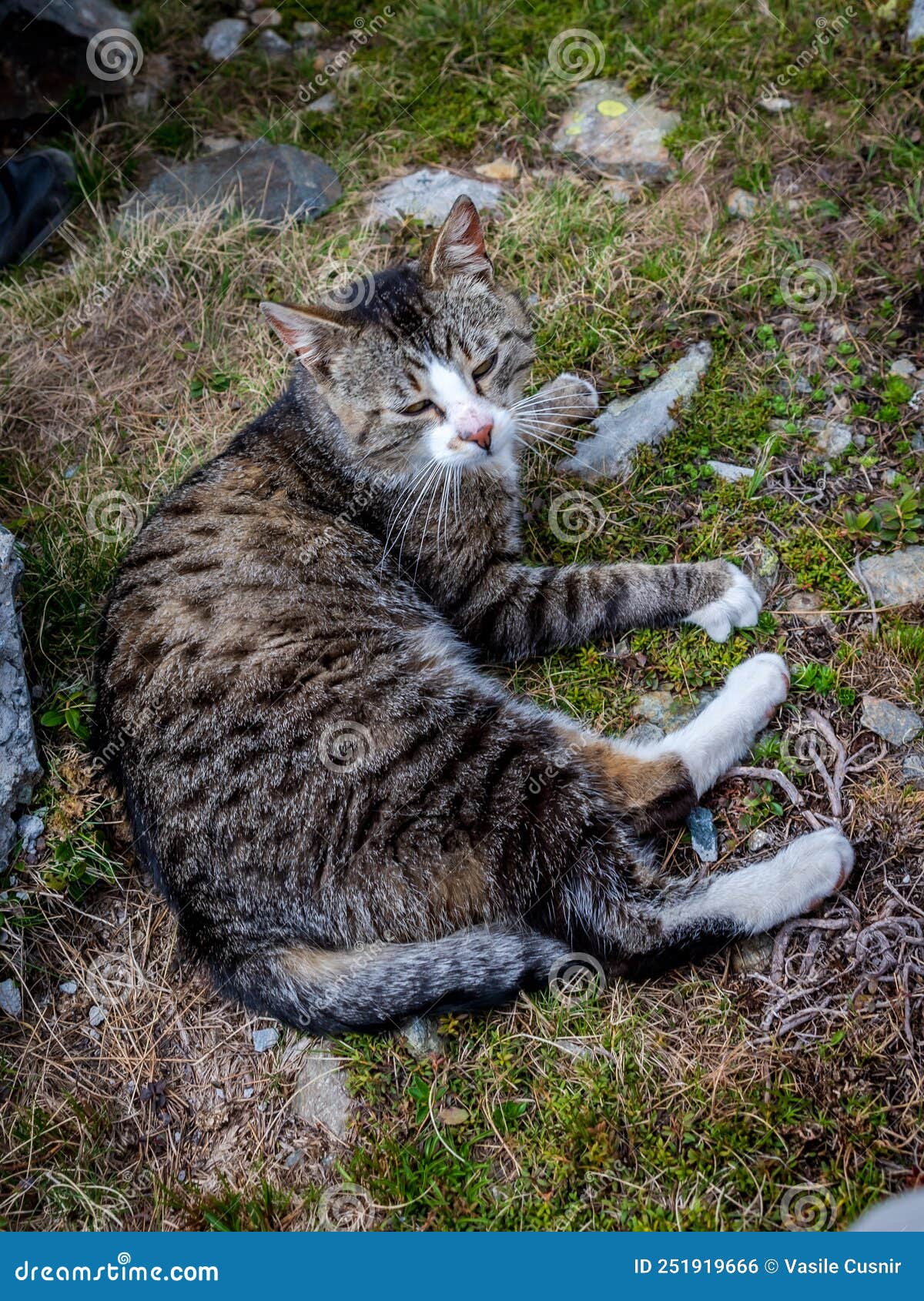 Cute nice cat stock photo. Image of kitten, animal, mammal - 251919666