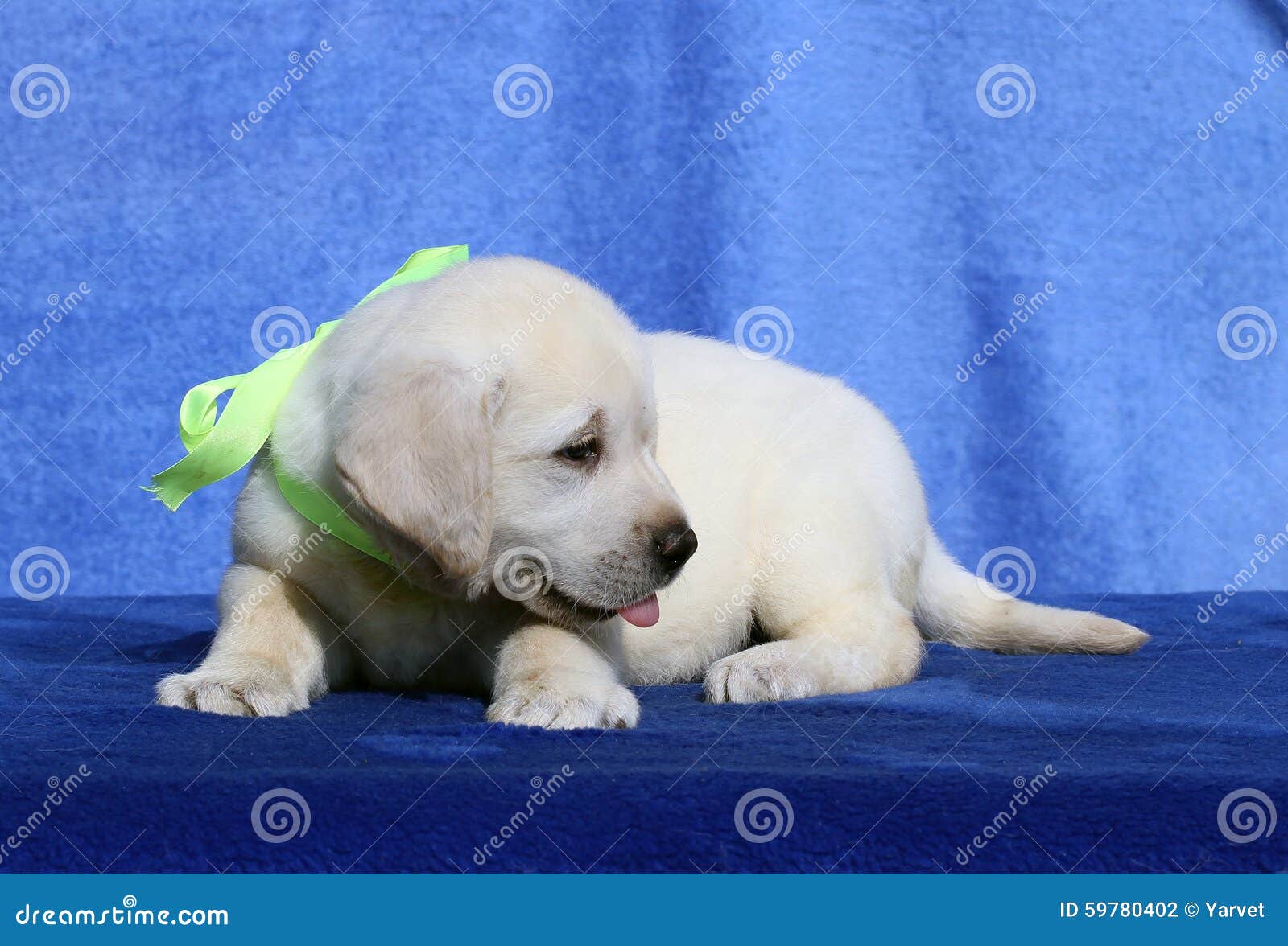 Cute Nice Labrador Puppy on a Blue Background Stock Photo - Image of ...