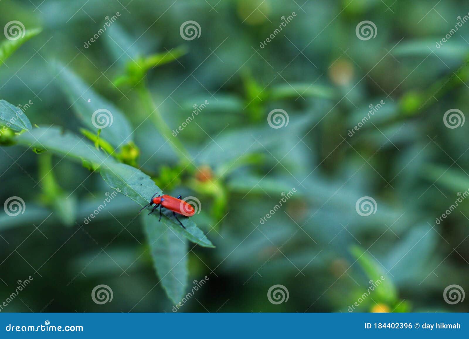 Cute and nice red insects stock photo. Image of aquarium - 184402396