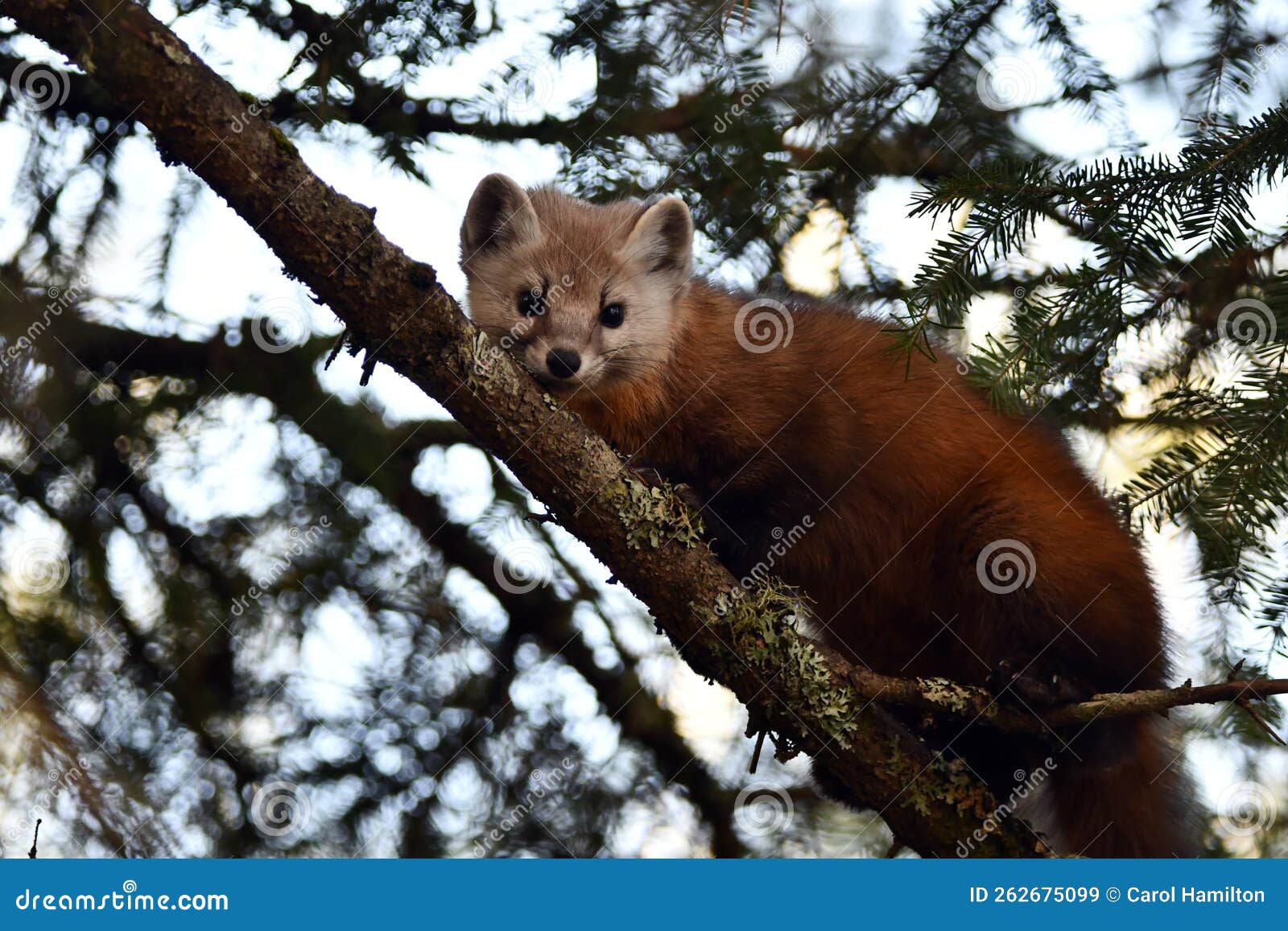 Cute Non Captive Pine Marten Standing in a Pine Tree Stock Image ...