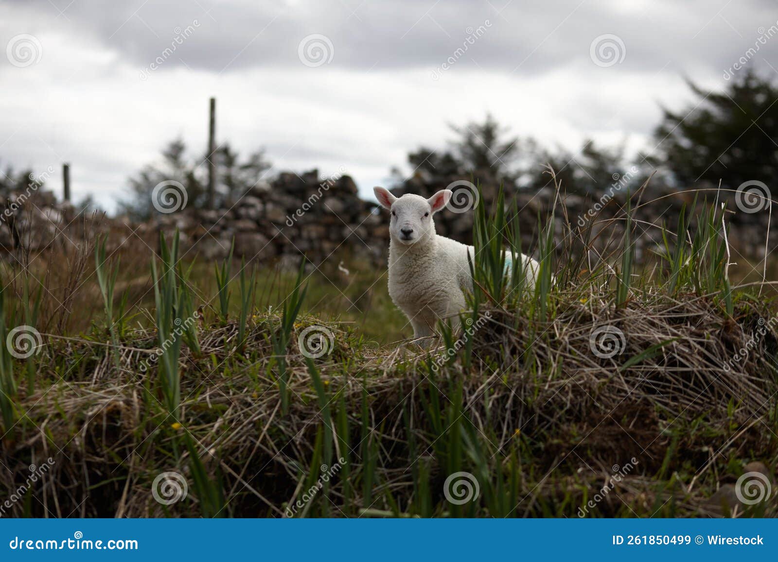 Cute North Country Cheviot Sheep in a Meadow Stock Image - Image of ...