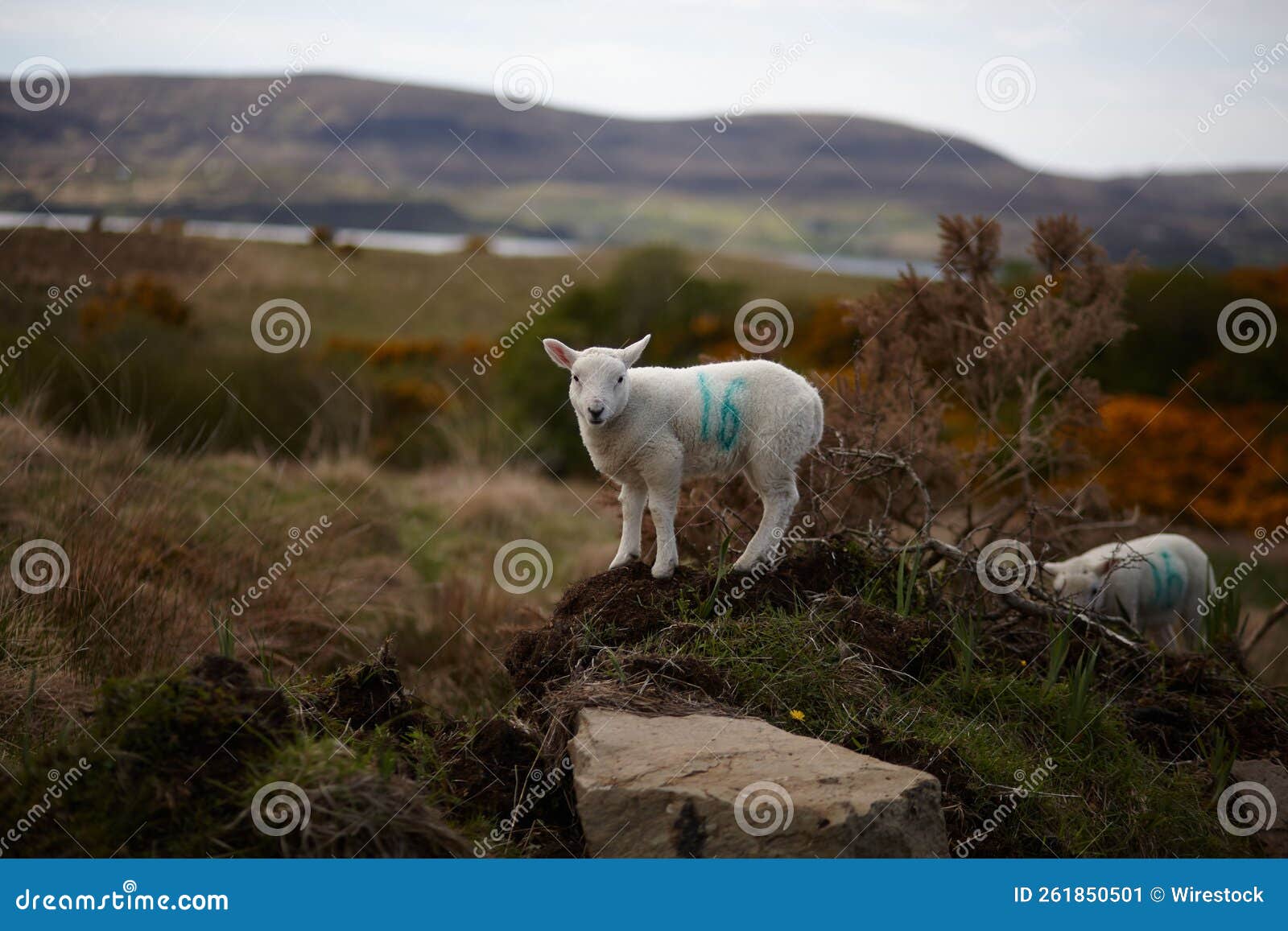 Cute North Country Cheviot Sheep in a Meadow Stock Image - Image of ...