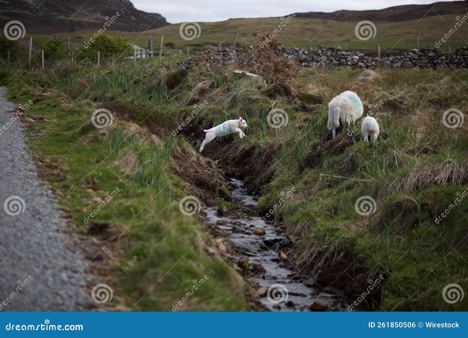 Cute North Country Cheviot Sheep in a Meadow Stock Photo - Image of ...
