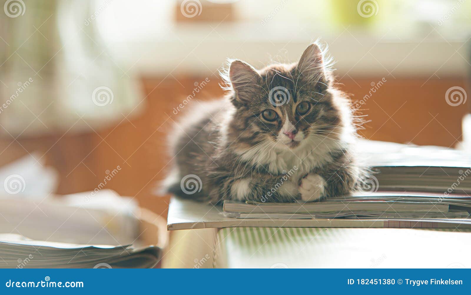 Cute Norwegian Forest Caton a Stack of Magazines Looking at You Stock ...