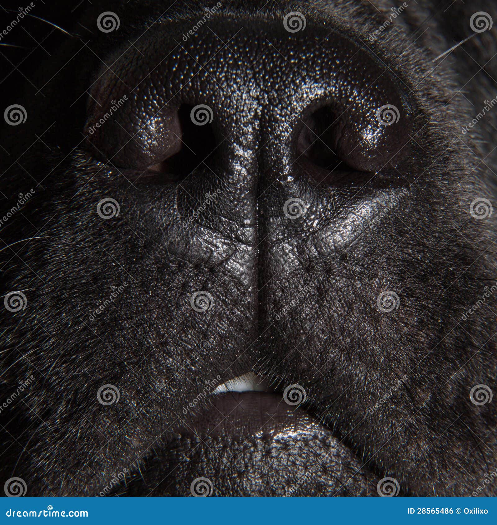 Cute Nose of Black Labrador Retriever Dog Stock Photo - Image of mammal ...