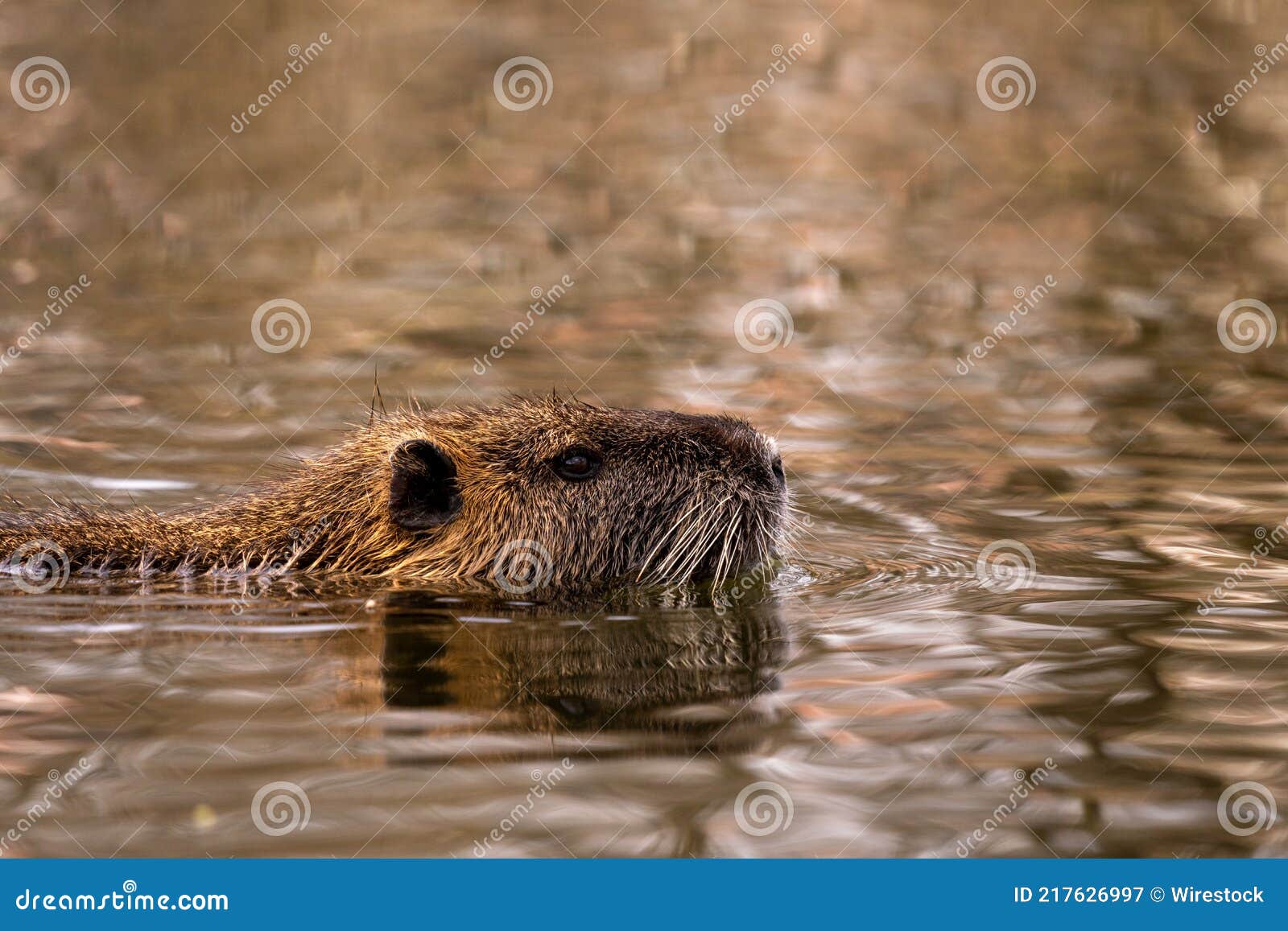 Cute Nutria Swimming in the River Stock Image - Image of lake, rodent ...
