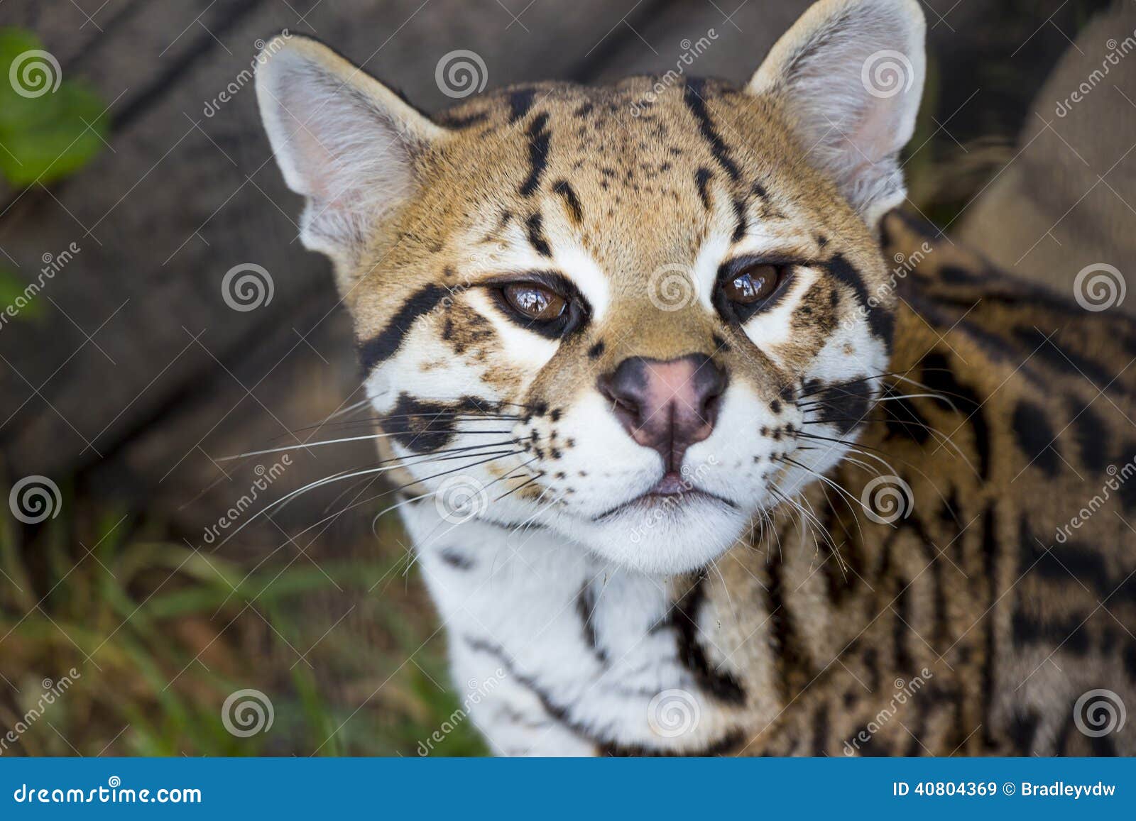 Close-up Of An Ocelot - Leopardus Pardalis - On A Branch. The Wild Cat ...