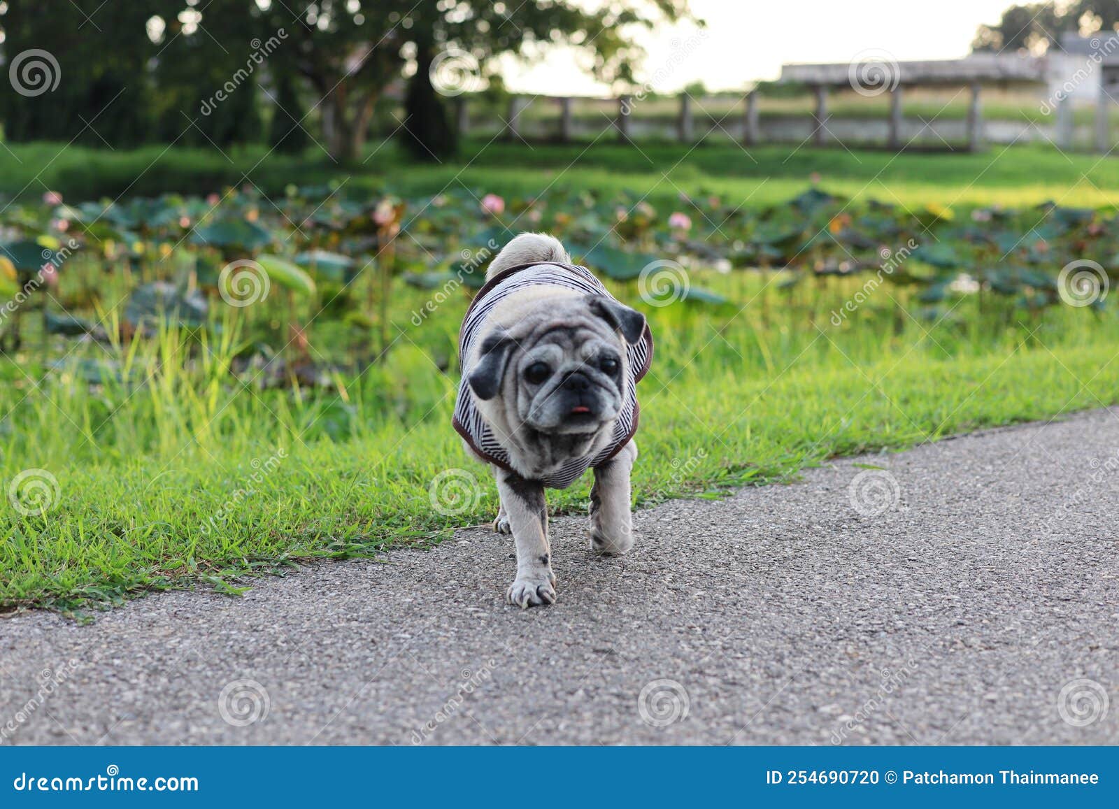 Cute Old and Chubby Pug is Walking in the Park. Stock Photo - Image of ...