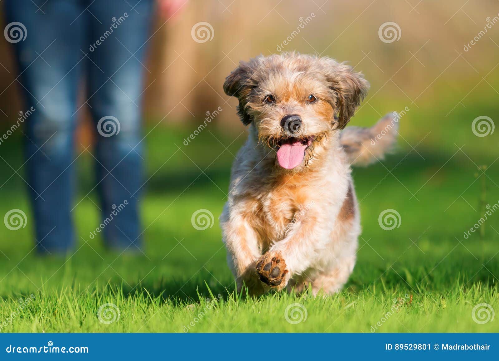 Cute Older Dog Runs on the Meadow Stock Image - Image of fluffy, cute ...