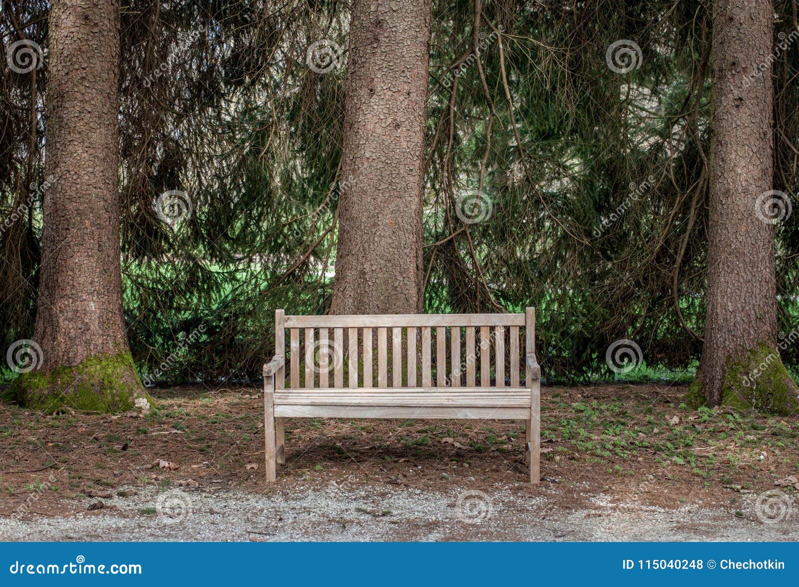 Bench in the forest stock photo. Image of garden, secret - 115040248