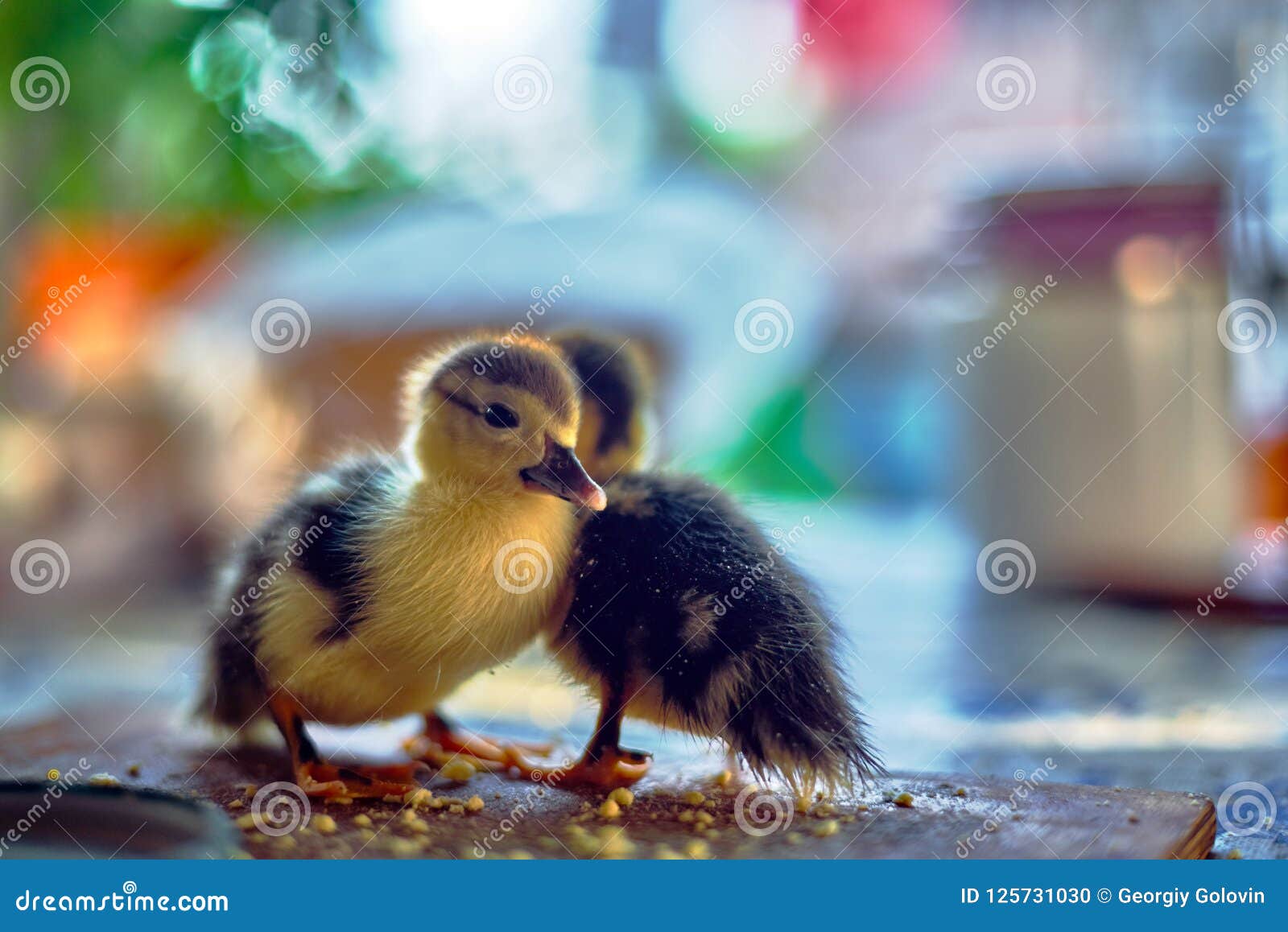 Cute One-day Ducklings of a Musk Duck. Stock Photo - Image of fluffy ...