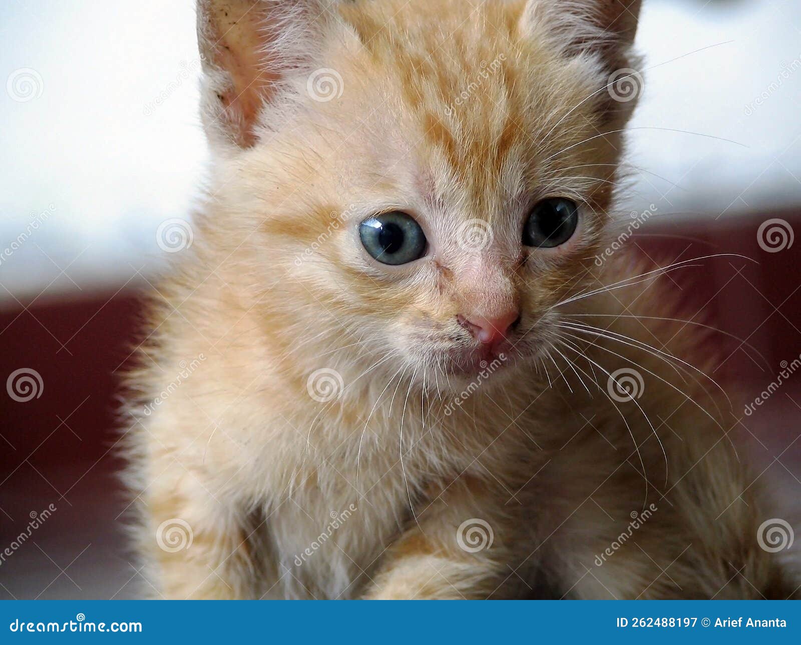 Cute Kitten Staring at Something Stock Image - Image of cute, kitten ...