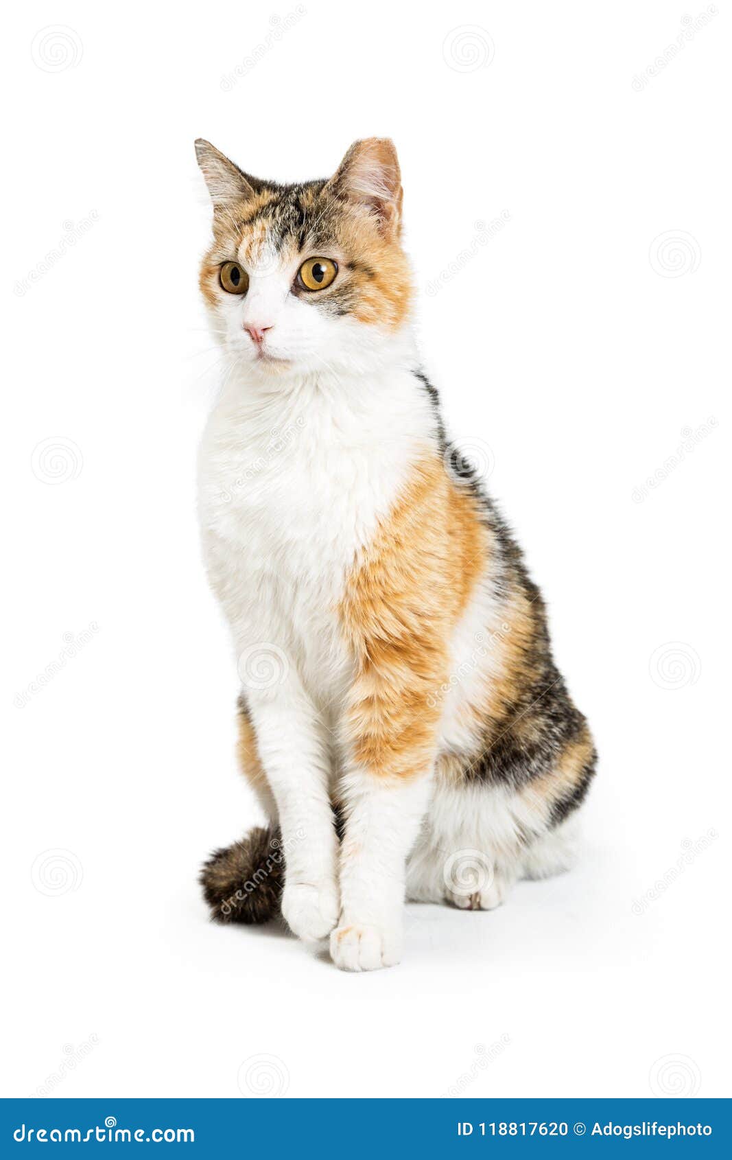Cute Orange Black and White Cat Sitting on White Stock Photo - Image of ... Cute Orange Black and White Cat Sitting on White Stock Photo - Image of ...