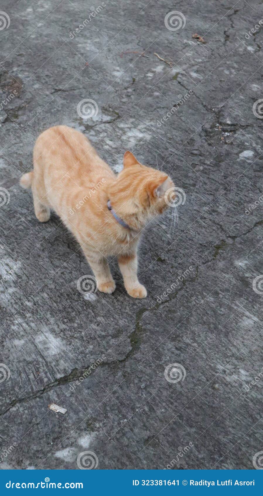 Cute Orange Cat Walking and Facing Side Stock Image - Image of orange ...