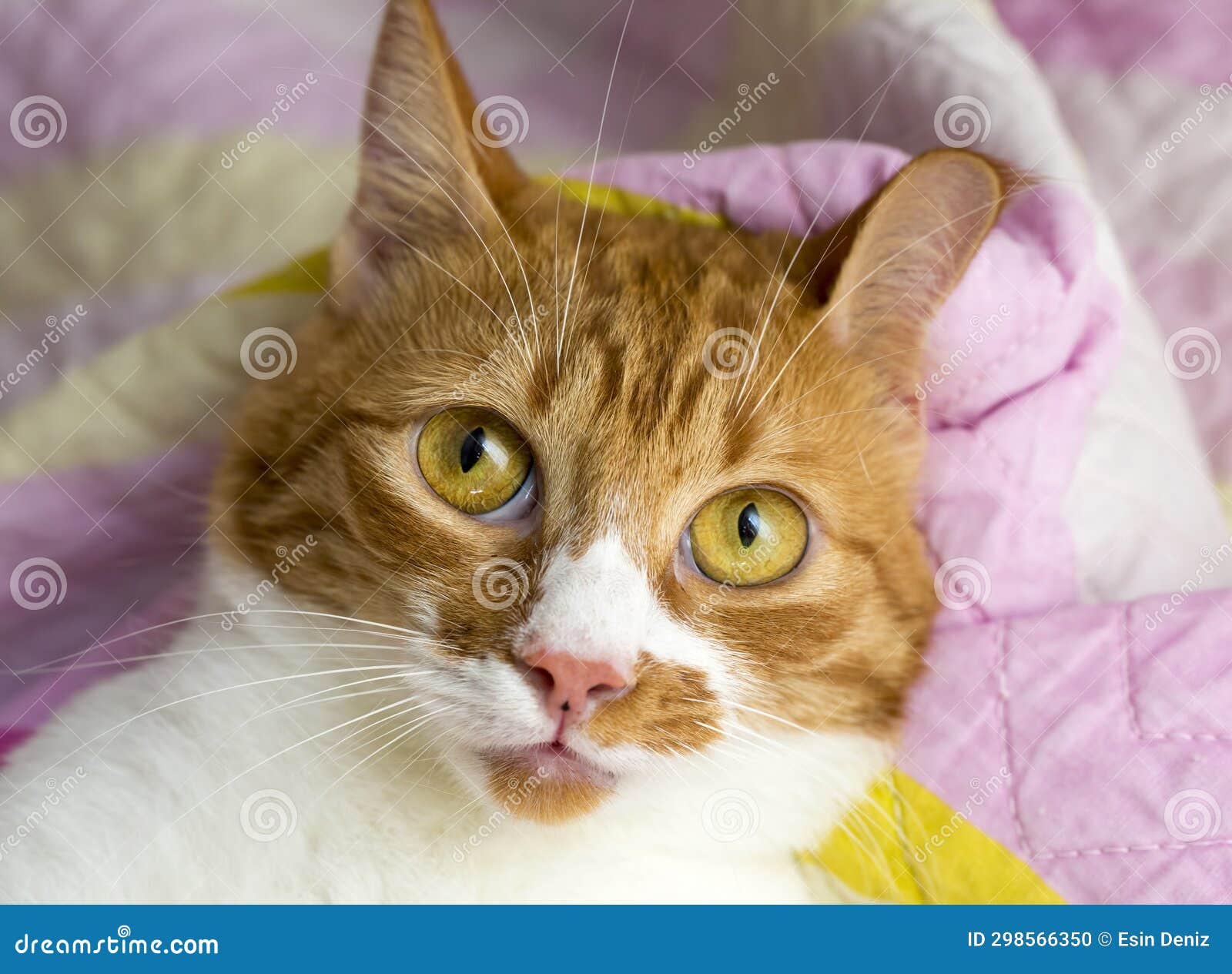 Cute Orange Cat. Pet Animal Stock Photo - Image of felines, domestic ...