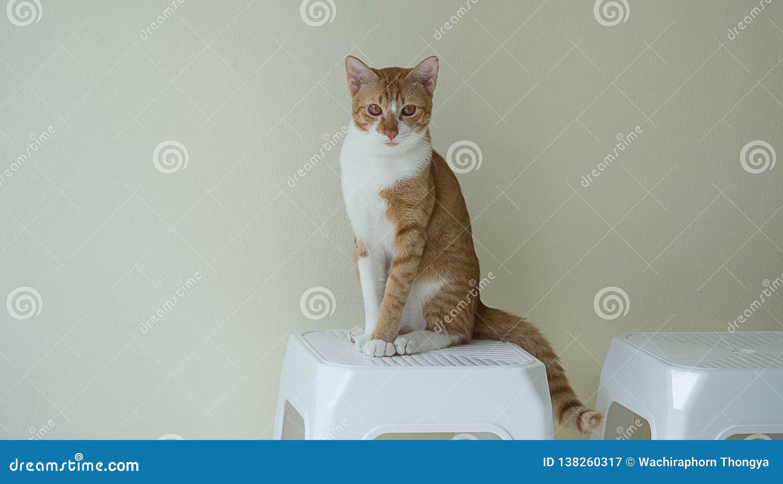Adorable Cat Looking Forward, Cute Cat Sitting on Chair Stock Image ...