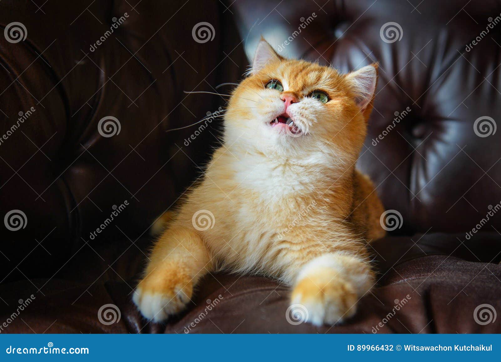 Cute Orange Cat Sitting on the Couch Stock Photo - Image of cats, male ...