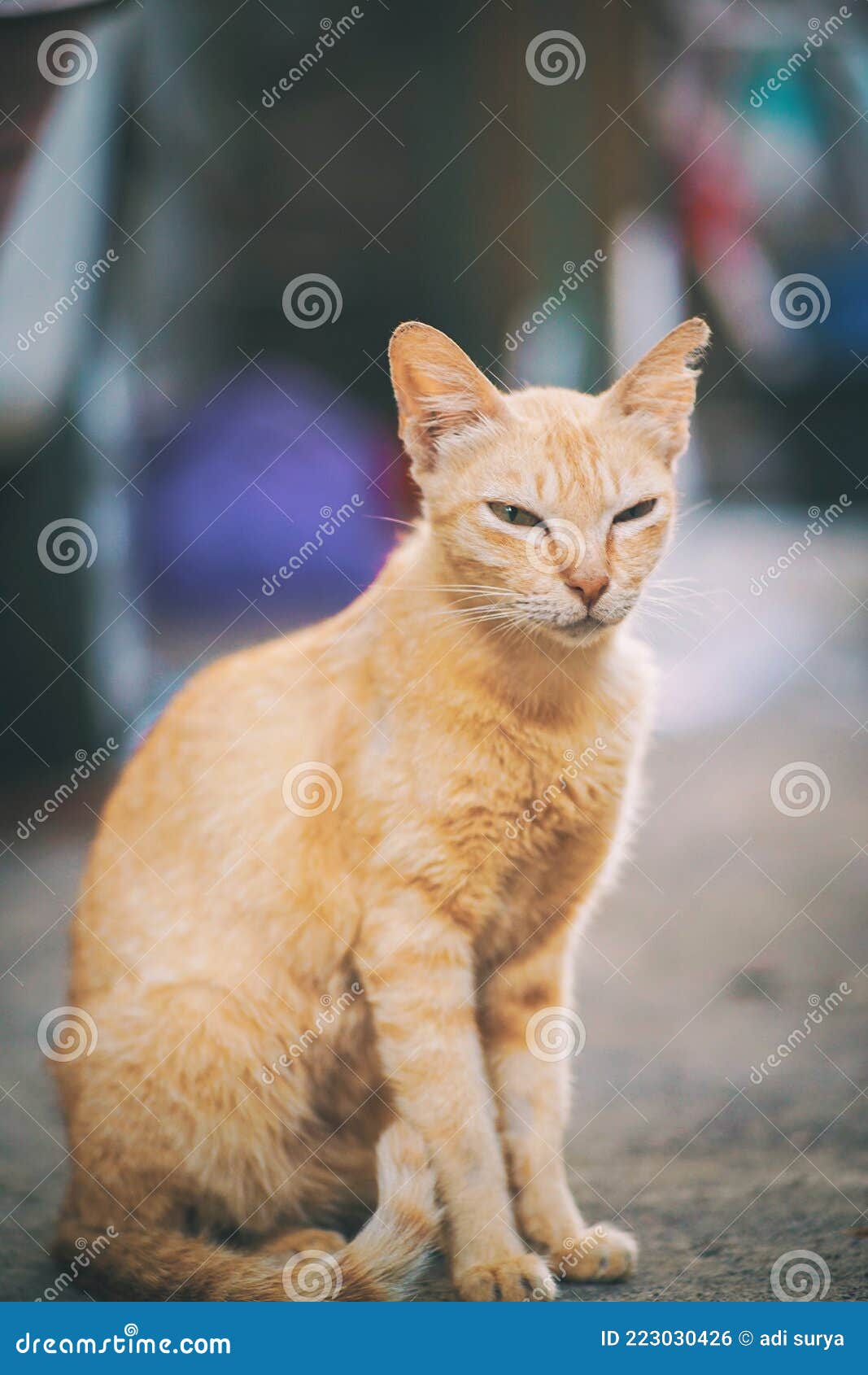 Cute Orange Cat Sitting Still Stock Photo - Image of orange, wildlife ...