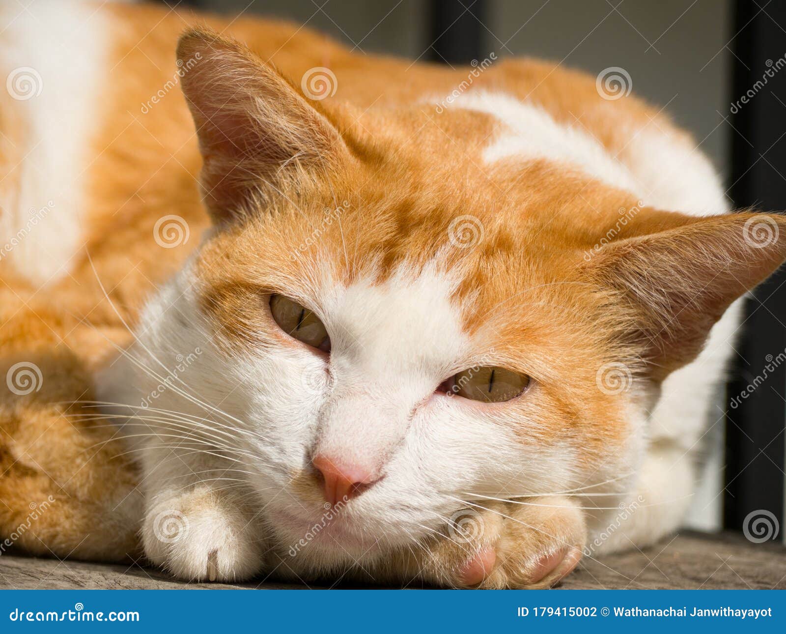 Cute Orange Cat Sleeping and Looking Stock Photo - Image of sleeping ...
