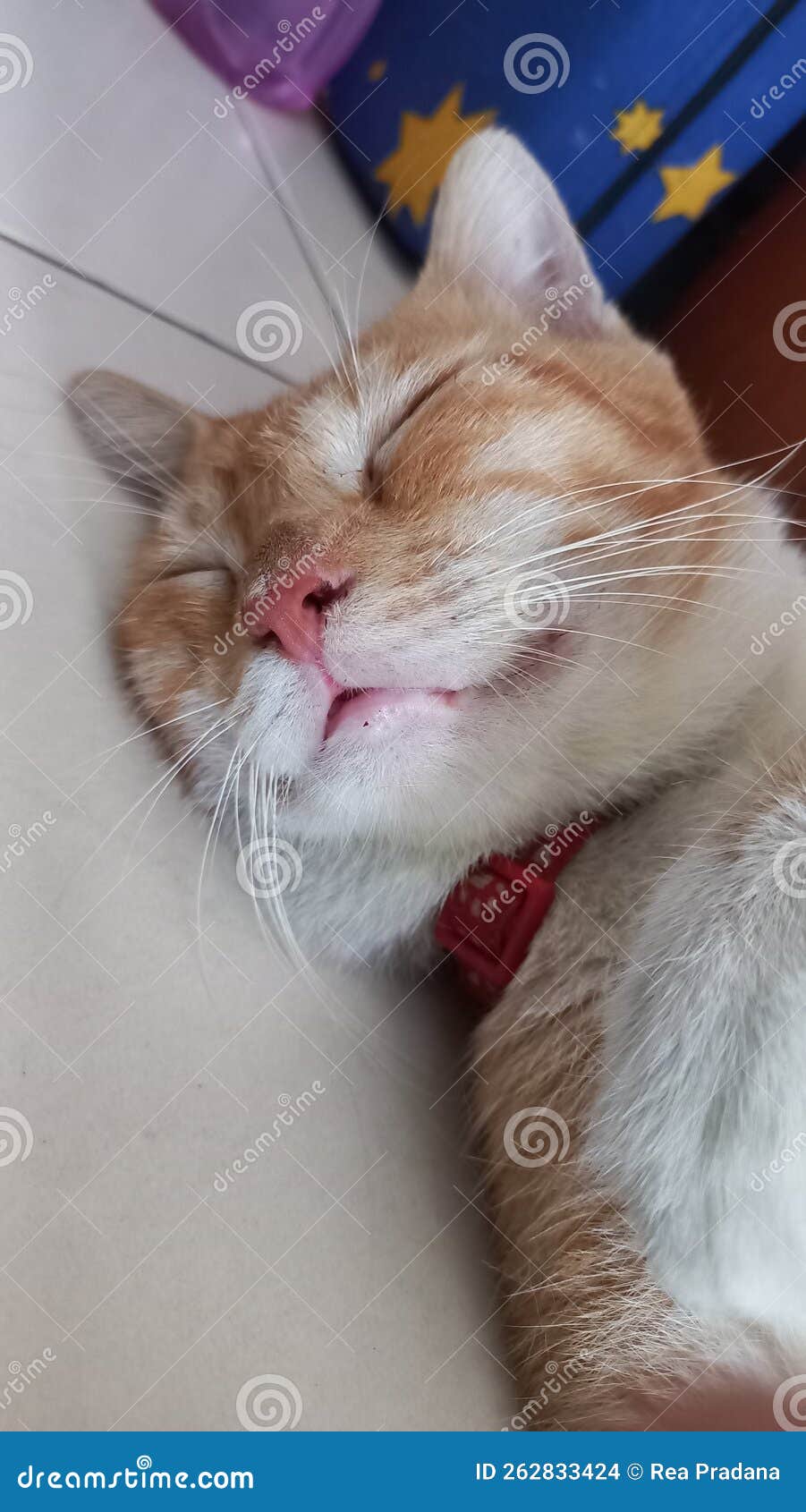 Cute Orange Cat is Sleeping Peacefully Stock Photo - Image of ...