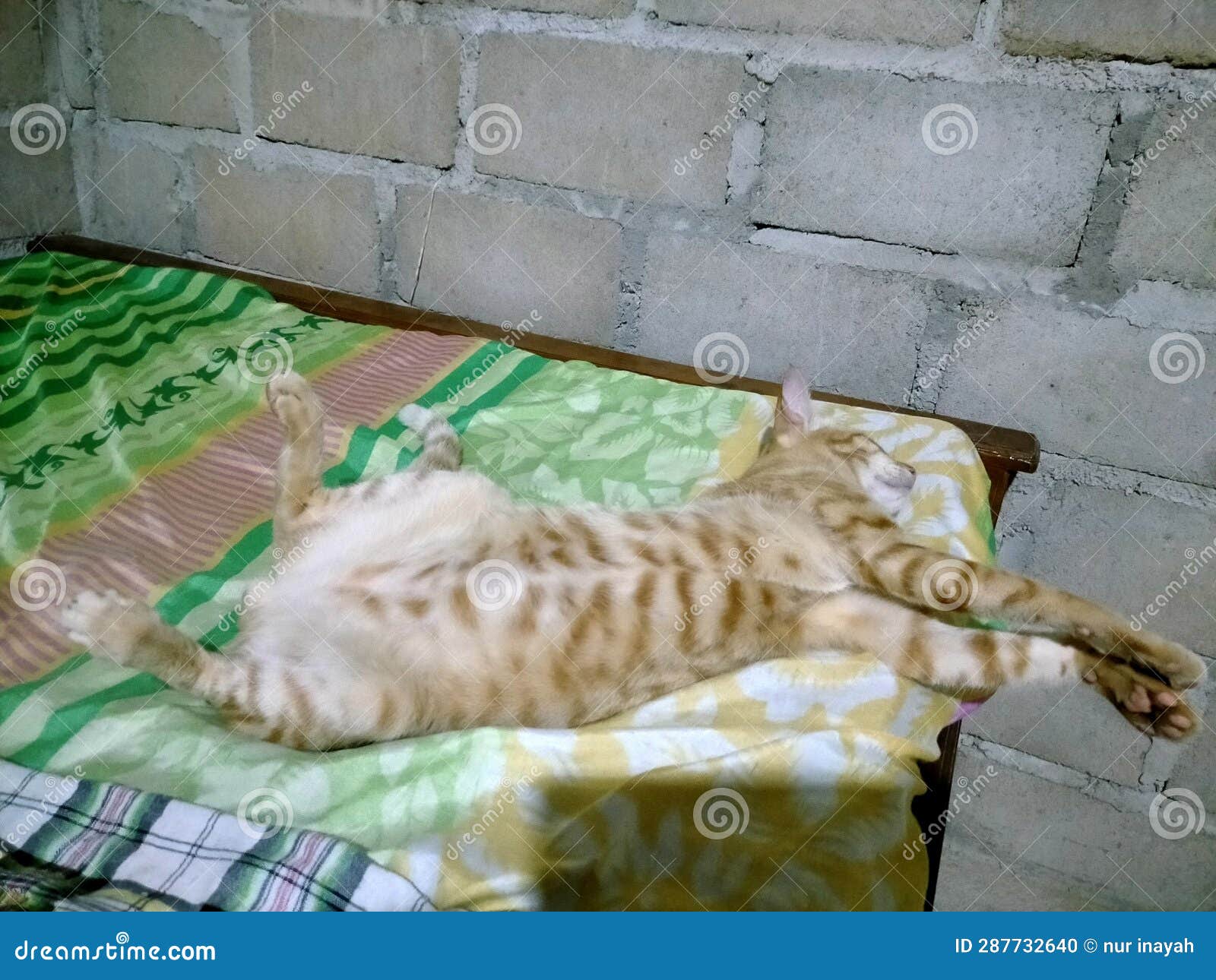 Cute Orange Cat Sleeping Style Stock Photo - Image of pets, happy ...