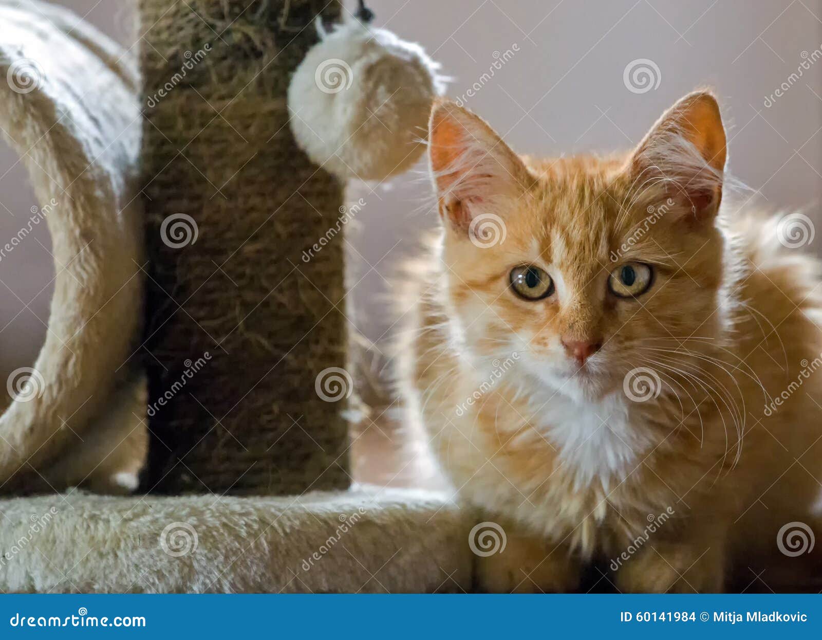 Cute orange cat stock photo. Image of cute, furry, small - 60141984