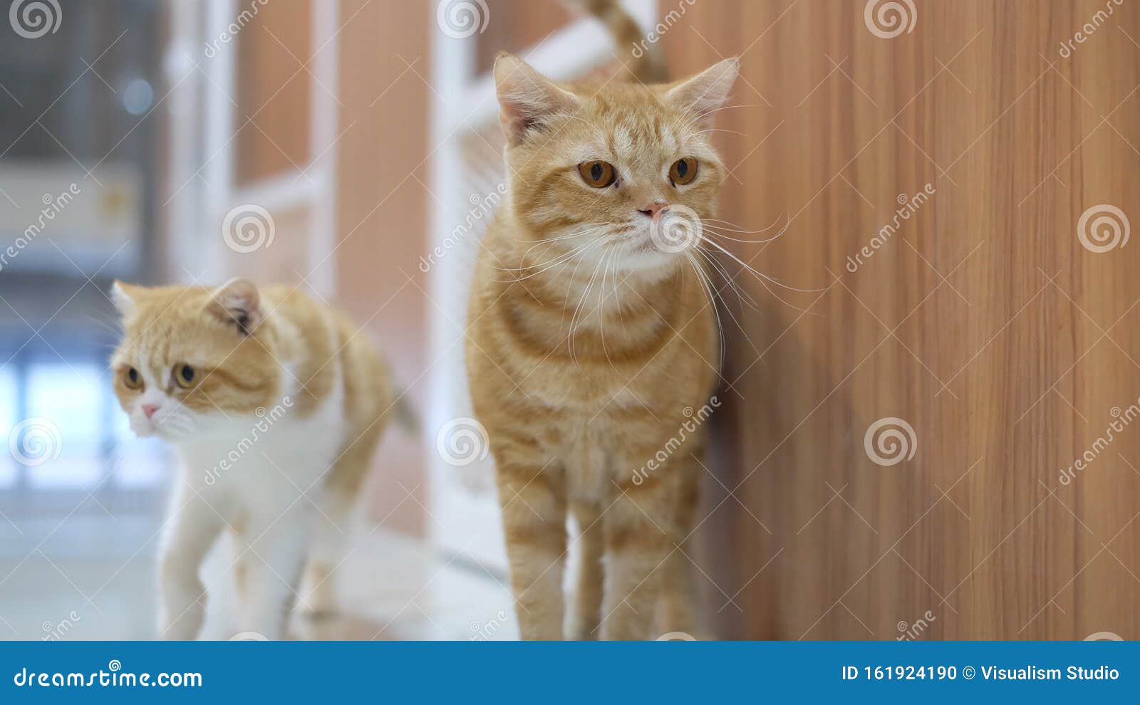 A Cute Orange Cat is Walking Stock Photo - Image of people, front ...