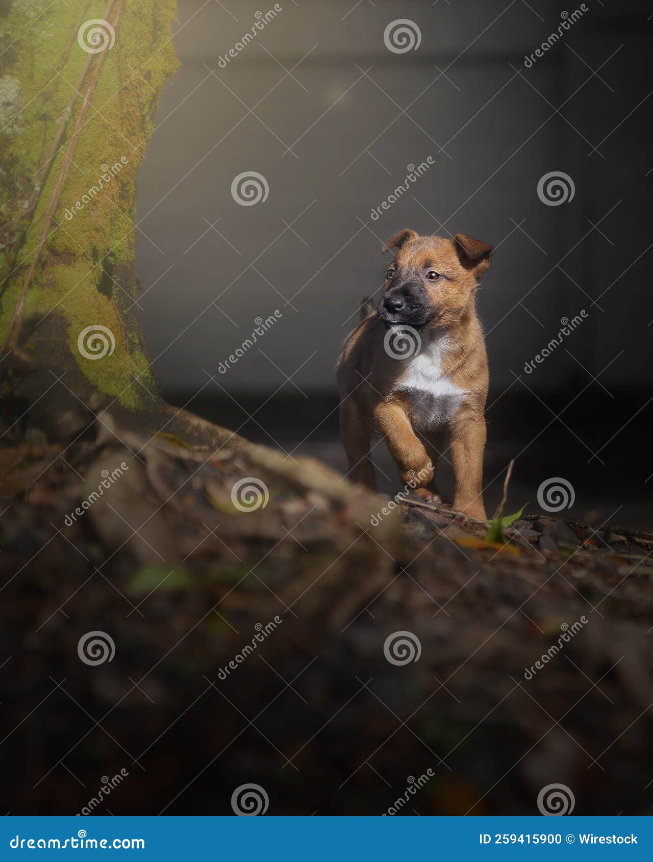 Cute Orange Dog Next To the Tree Covered in Moss. Stock Photo - Image ...