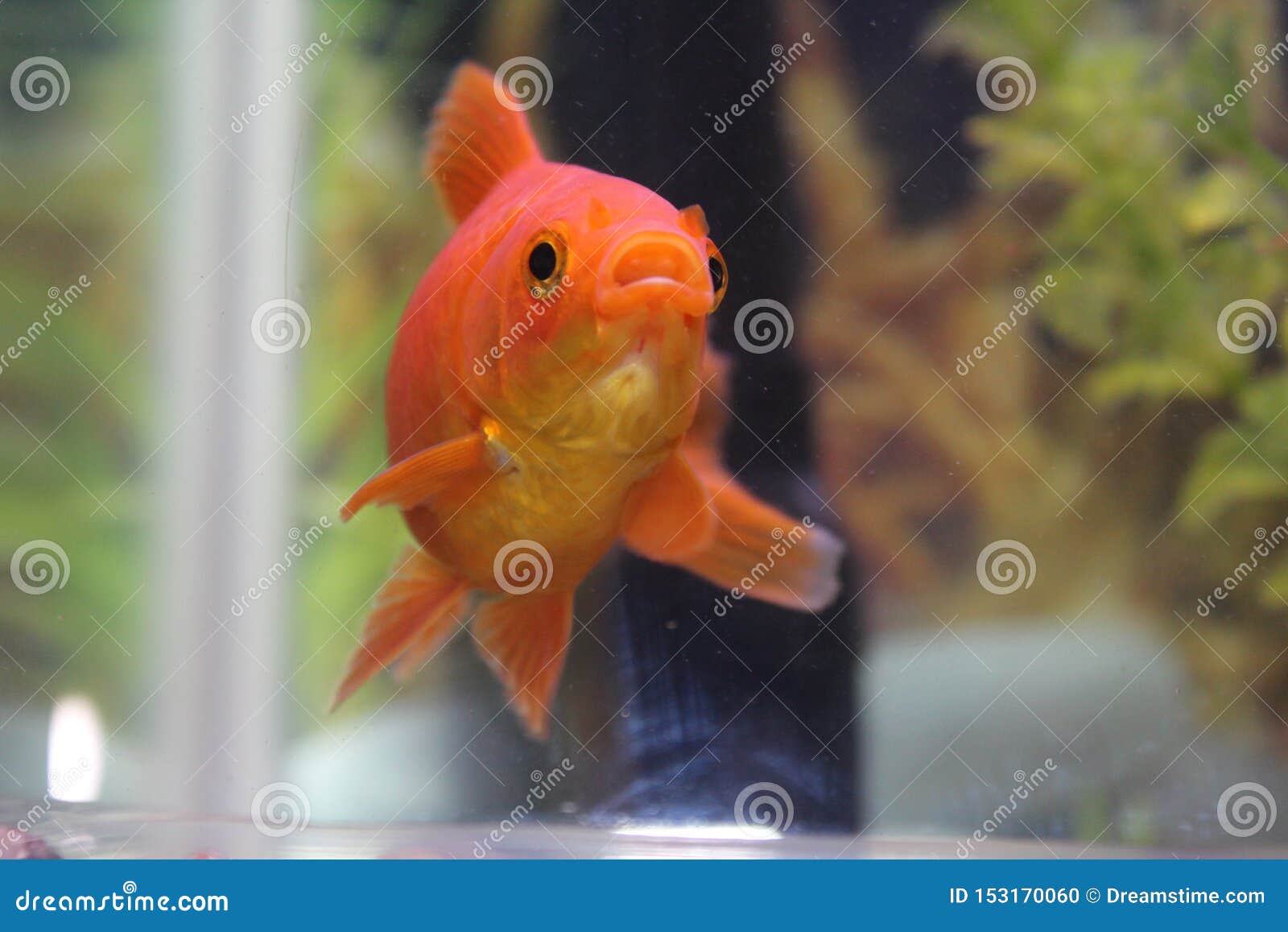 Cute Orange Fish Stock Photos - Download 6,761 Royalty Free Photos